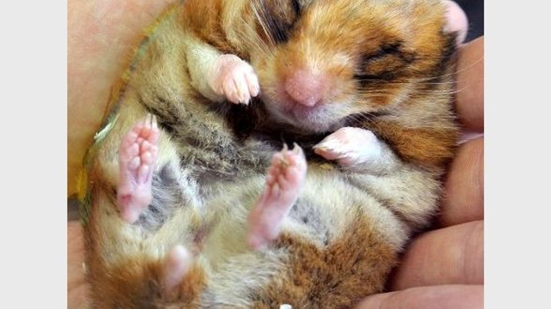 Un tiers des mammifères de la planète menacé d'extinction - rtbf.be