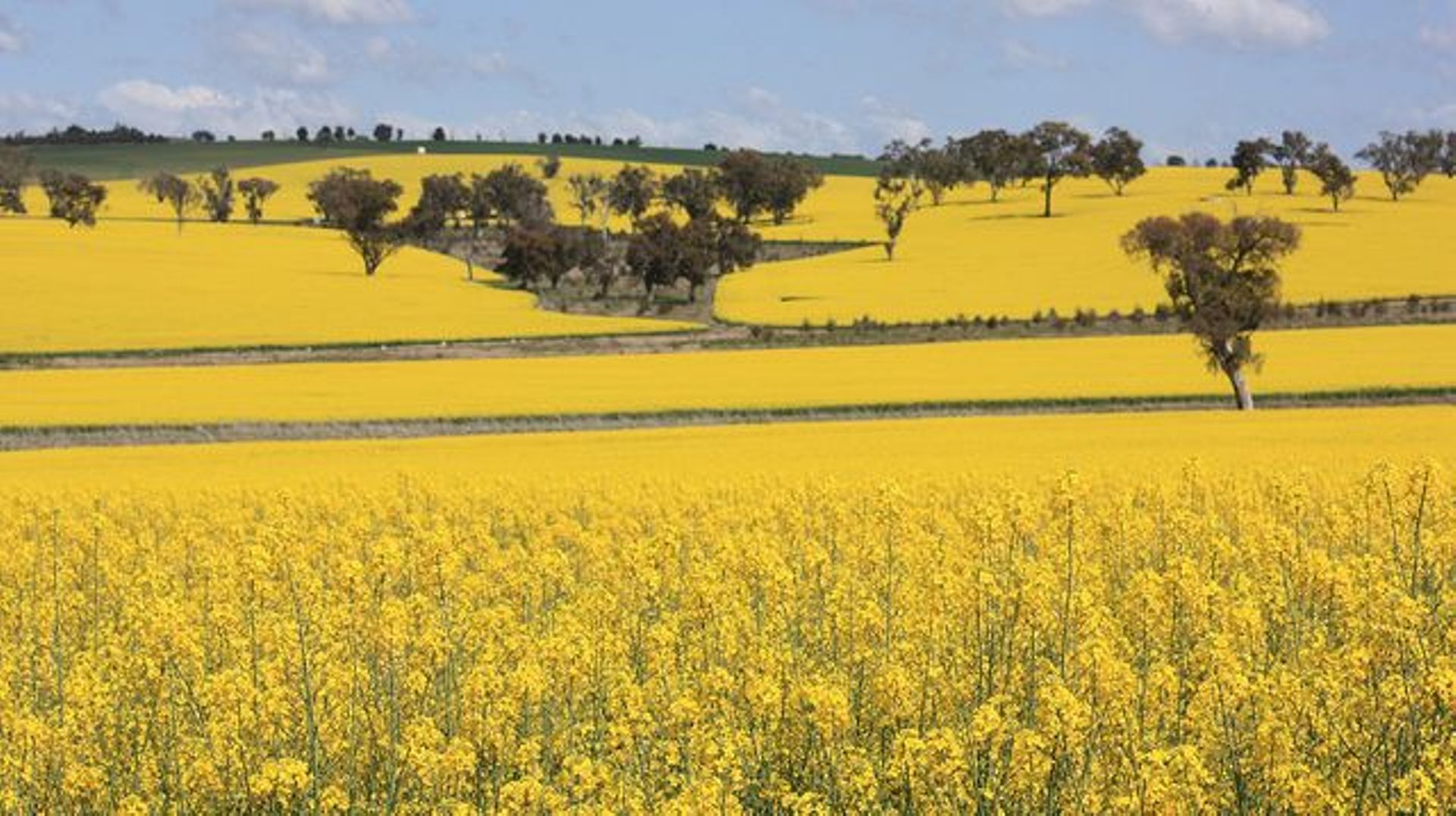 Les décisions d'importer des aliments OGM doivent se prendre au niveau ...