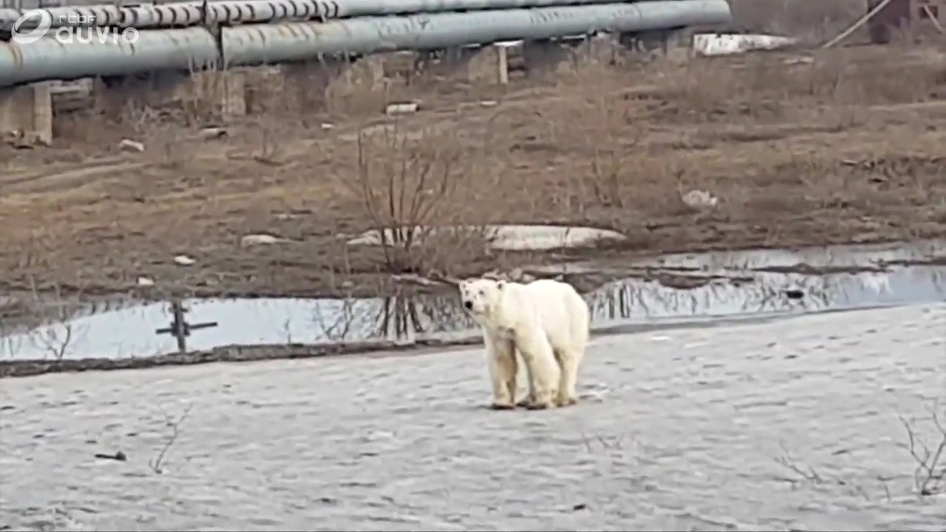 En Russie, un ours blanc affamé repéré à plus de 800 km de son habitat ...