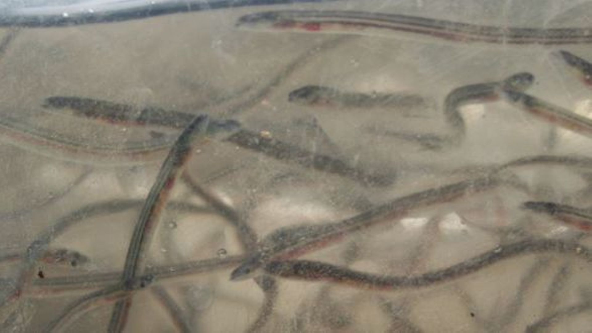 Pays-Bas: les pêcheurs se mobilisent pour sauver les anguilles - RTBF Actus