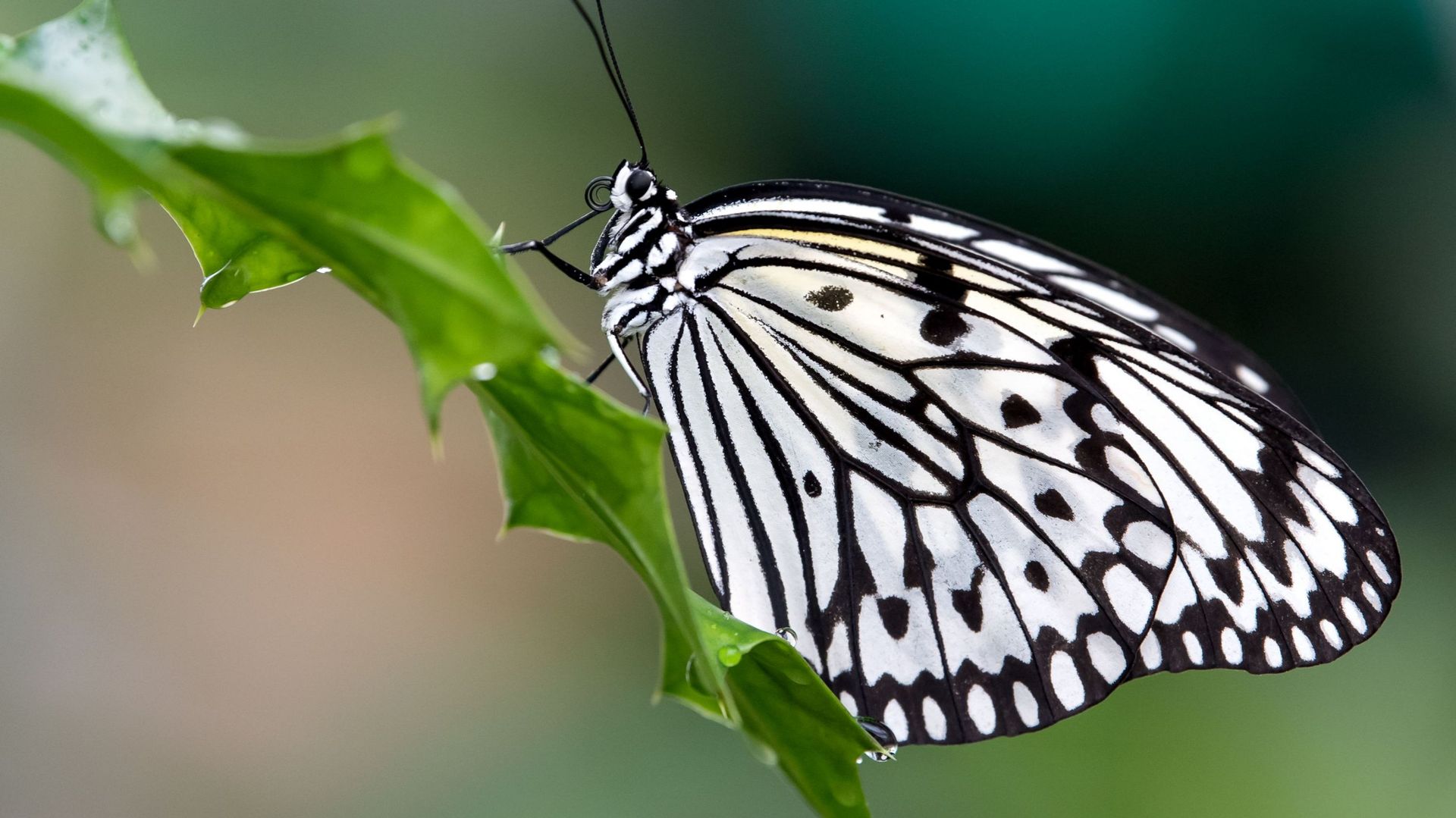 Biodiversité: les morpions menacés d'extinction par l'épilation - RTBF ...
