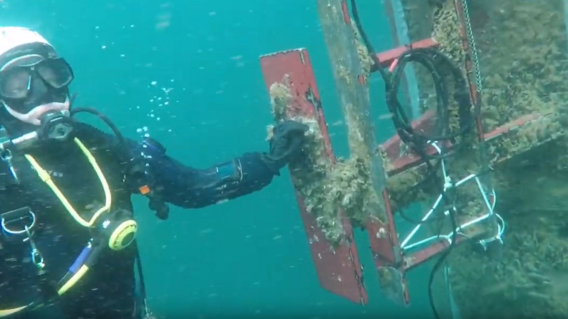 Comment la pollution sonore impacte la faune marine ? - RTBF Actus