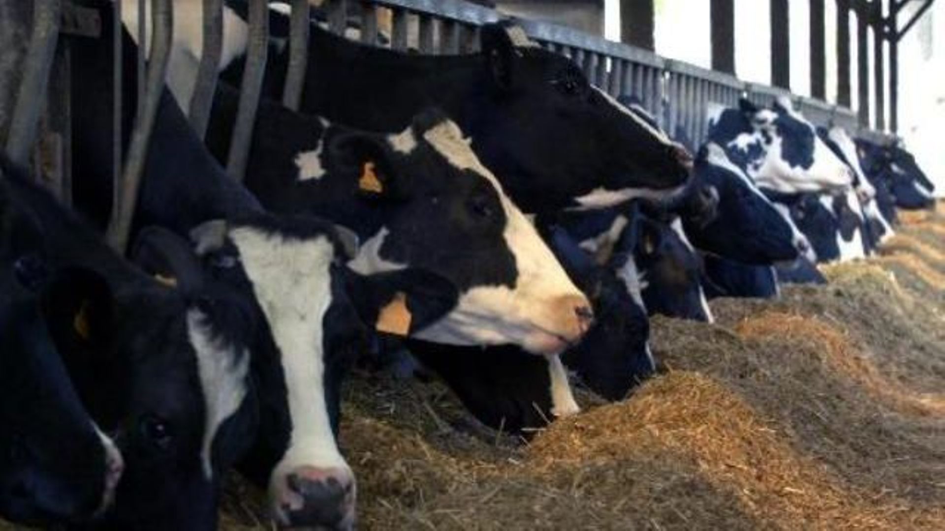 Italie: la maladie de la 'vache folle' fait une victime