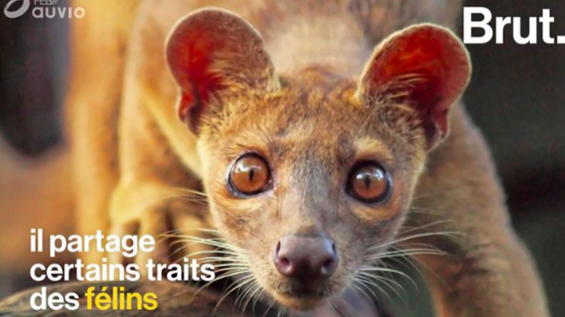 Le fossa, un super prédateur peu connu et menacé - RTBF Actus