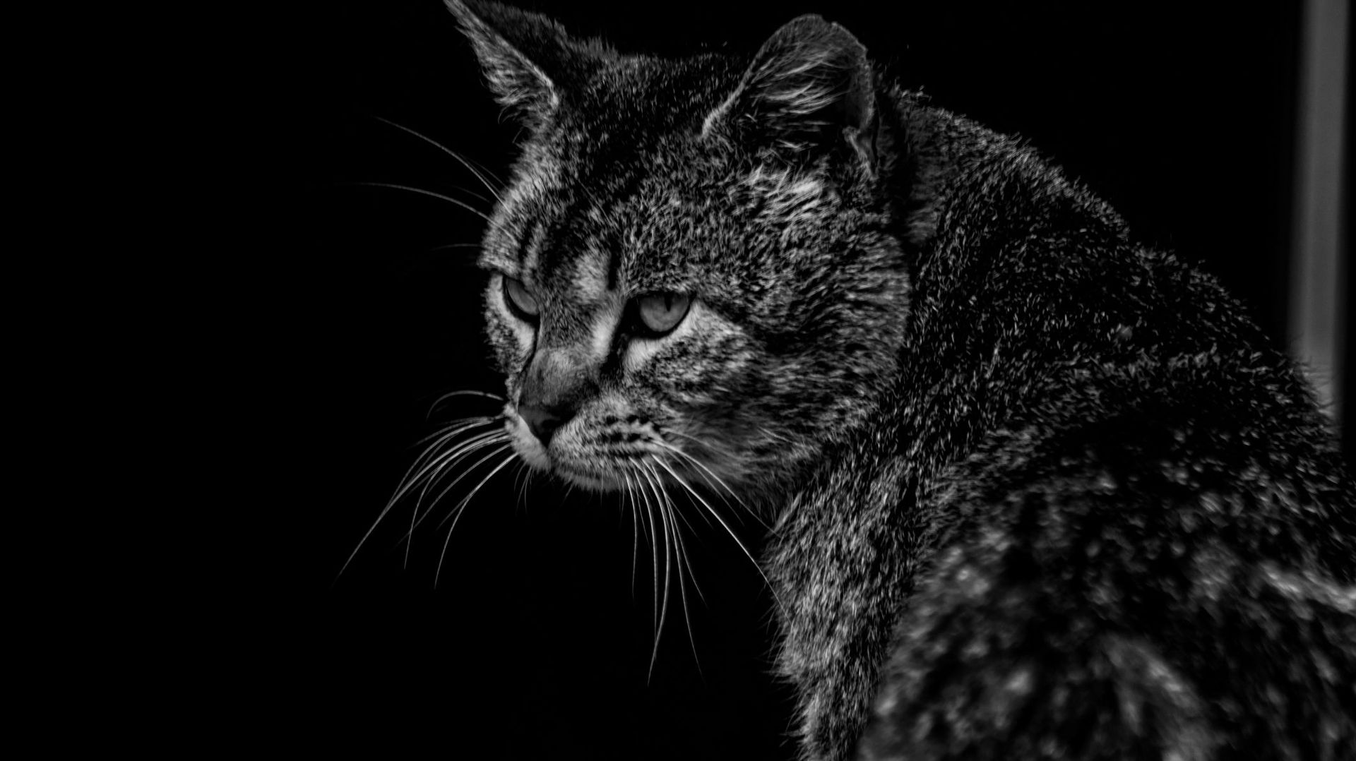 C'est l'histoire d'un animal : La Légende de Romulus et Rémus - RTBF Actus