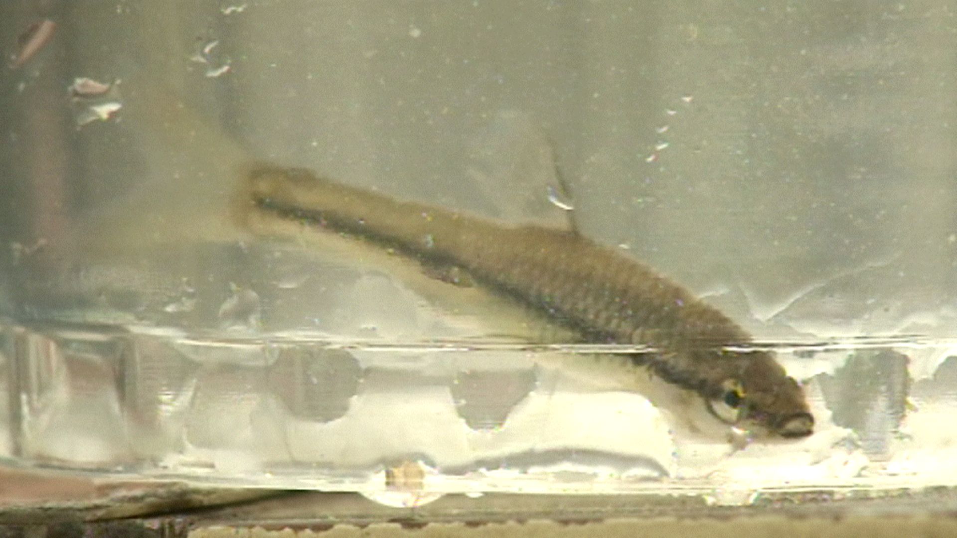 Le goujon asiatique, intrus des eaux de la Dyle et de la Lasnes - RTBF ...