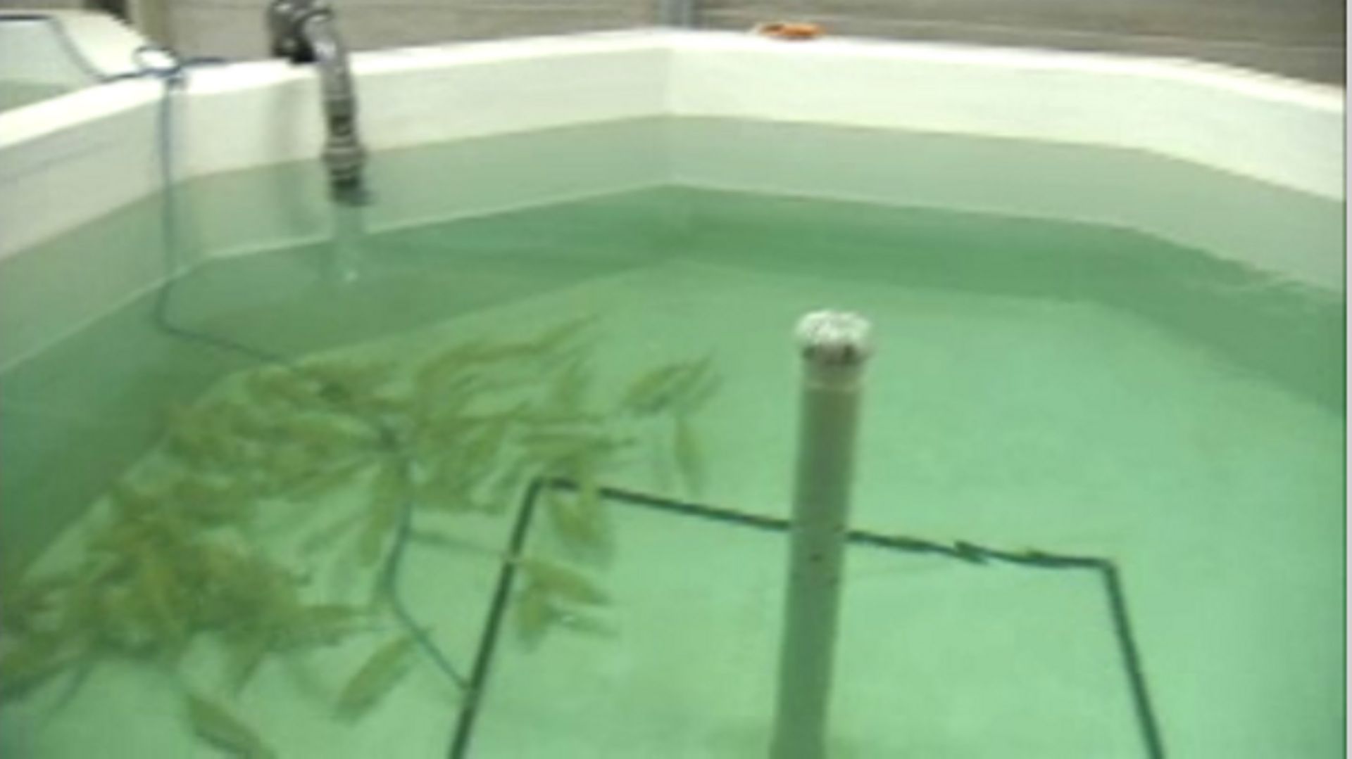 Un nouveau poisson belge. - RTBF Actus