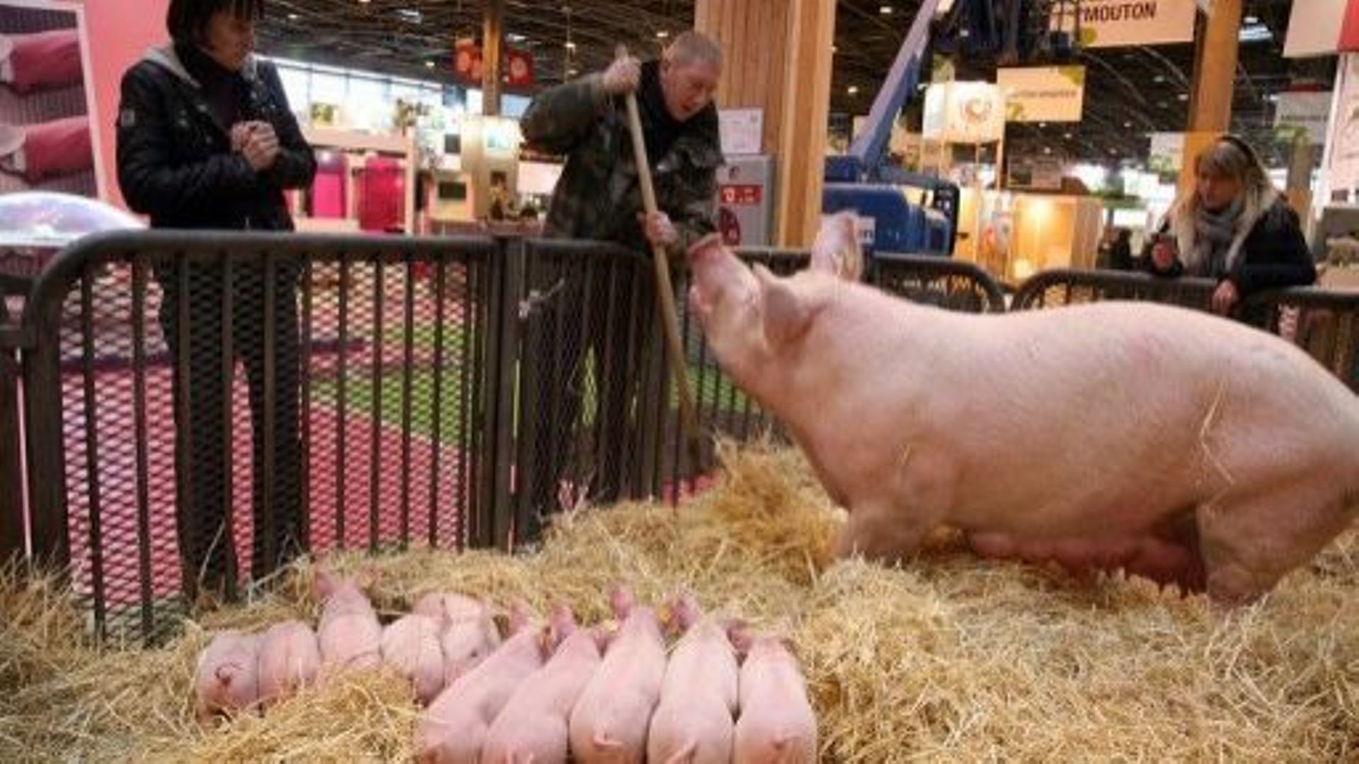 La France a perdu un million de cochons en dix ans - RTBF Actus
