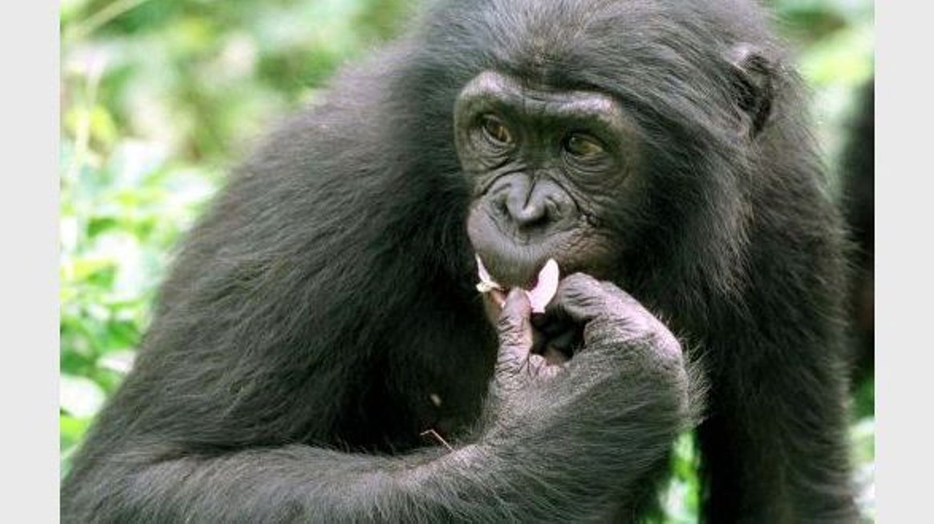 'Bonobos': quand les grands singes racontent leur vie au cinéma - RTBF ...