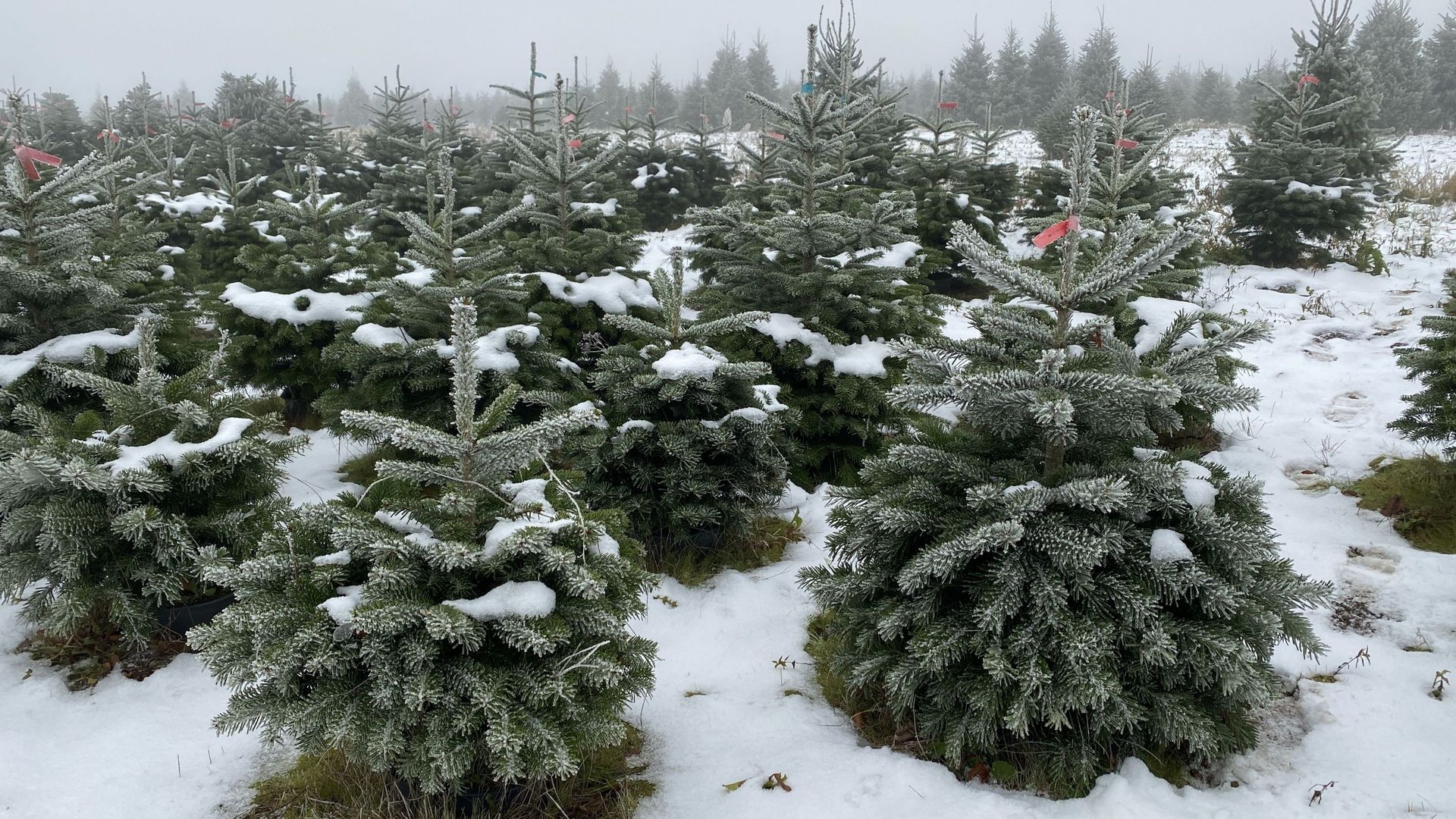 Y a-t-il une recrudescence de vols de sapins de Noël en Ardenne ...