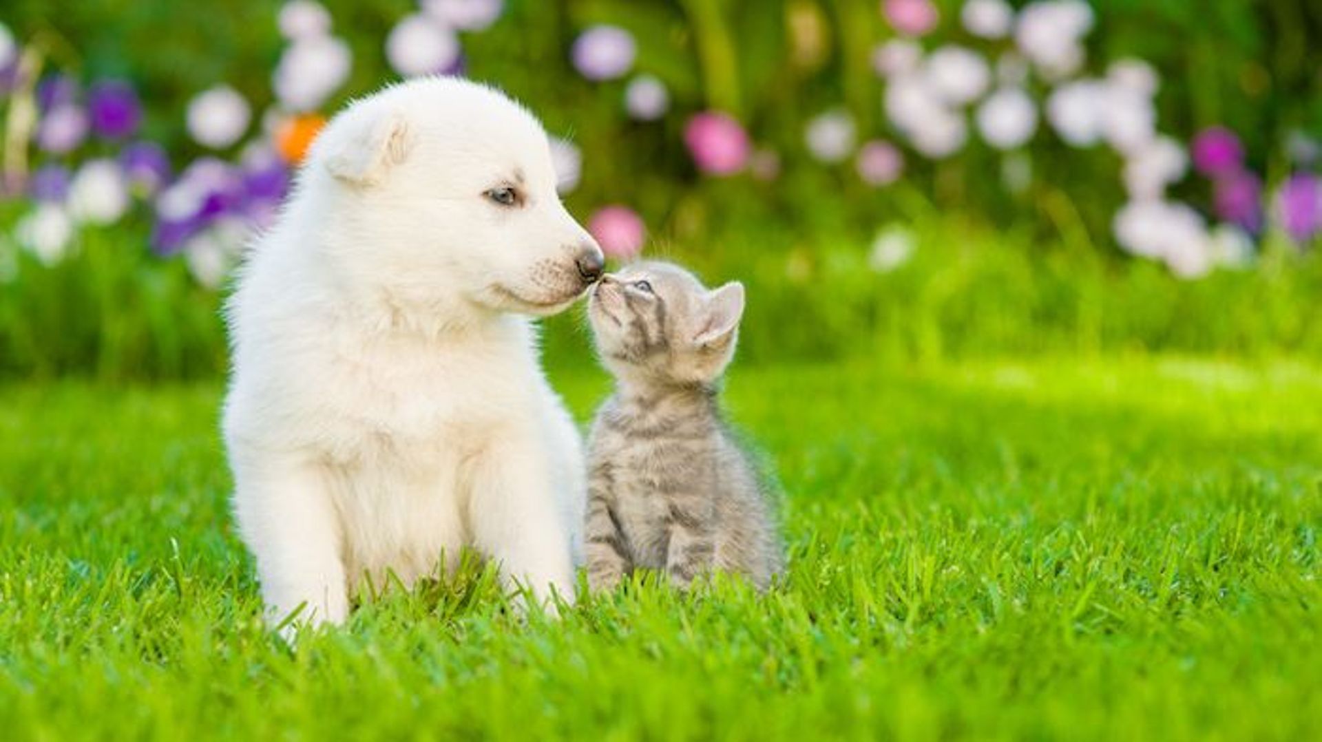 Les bons gestes du printemps pour vos animaux - RTBF Actus