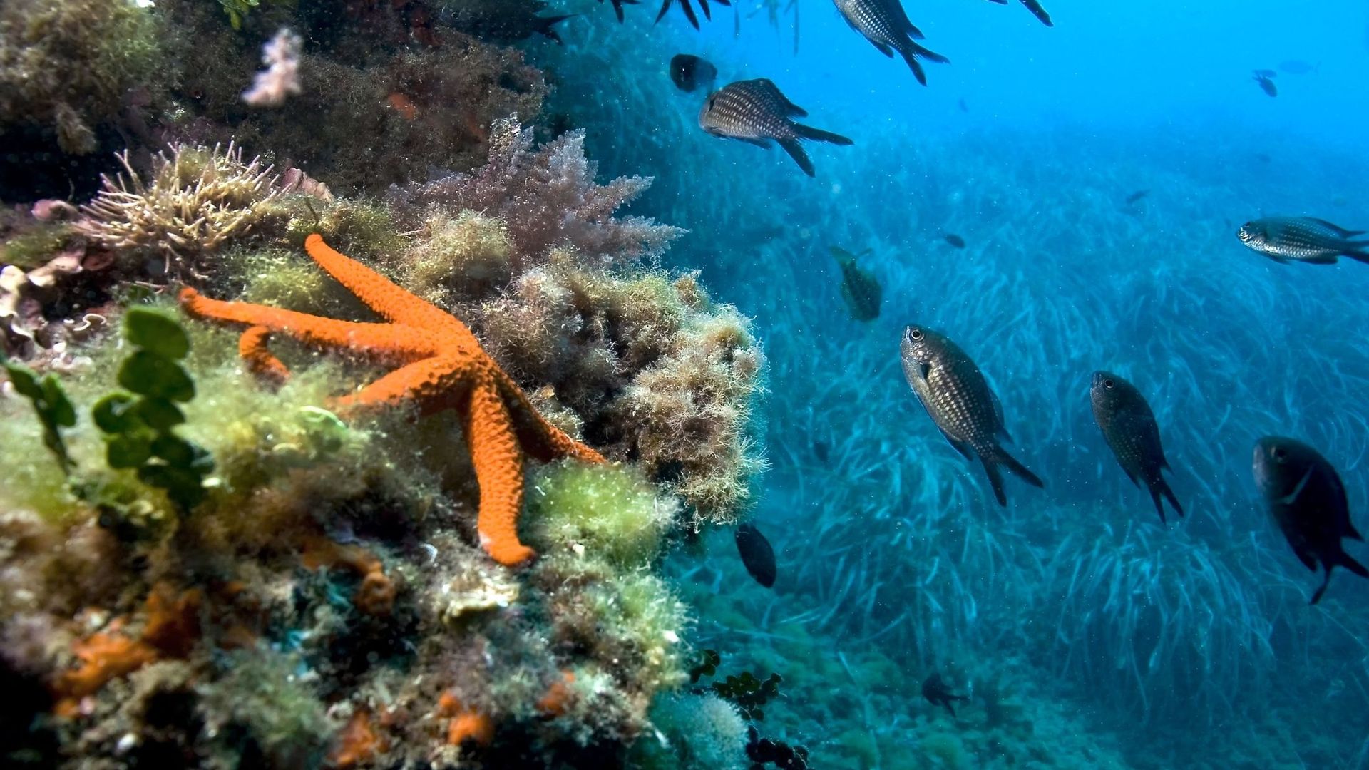Une coopération entre marins et chercheurs pour percer les secrets du ...