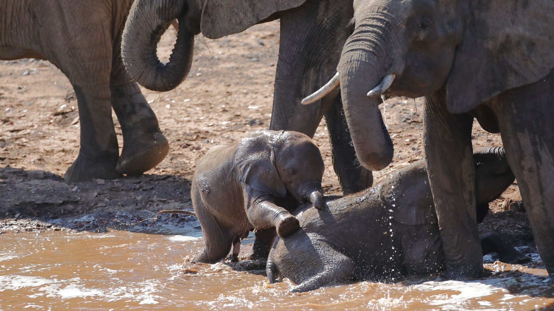 Apprenez-en plus sur la gestation des animaux qui vous entourent - rtbf.be