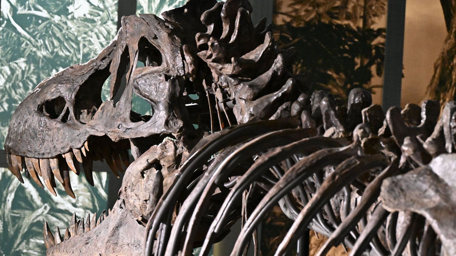 Redécouverte d’un ancêtre du T-Rex dans les réserves d’un institut de ...