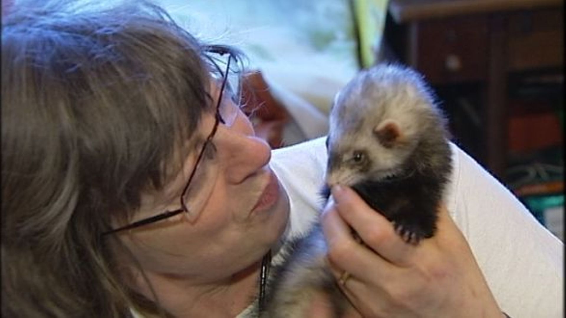 Les furets ont de quoi être furieux - RTBF Actus