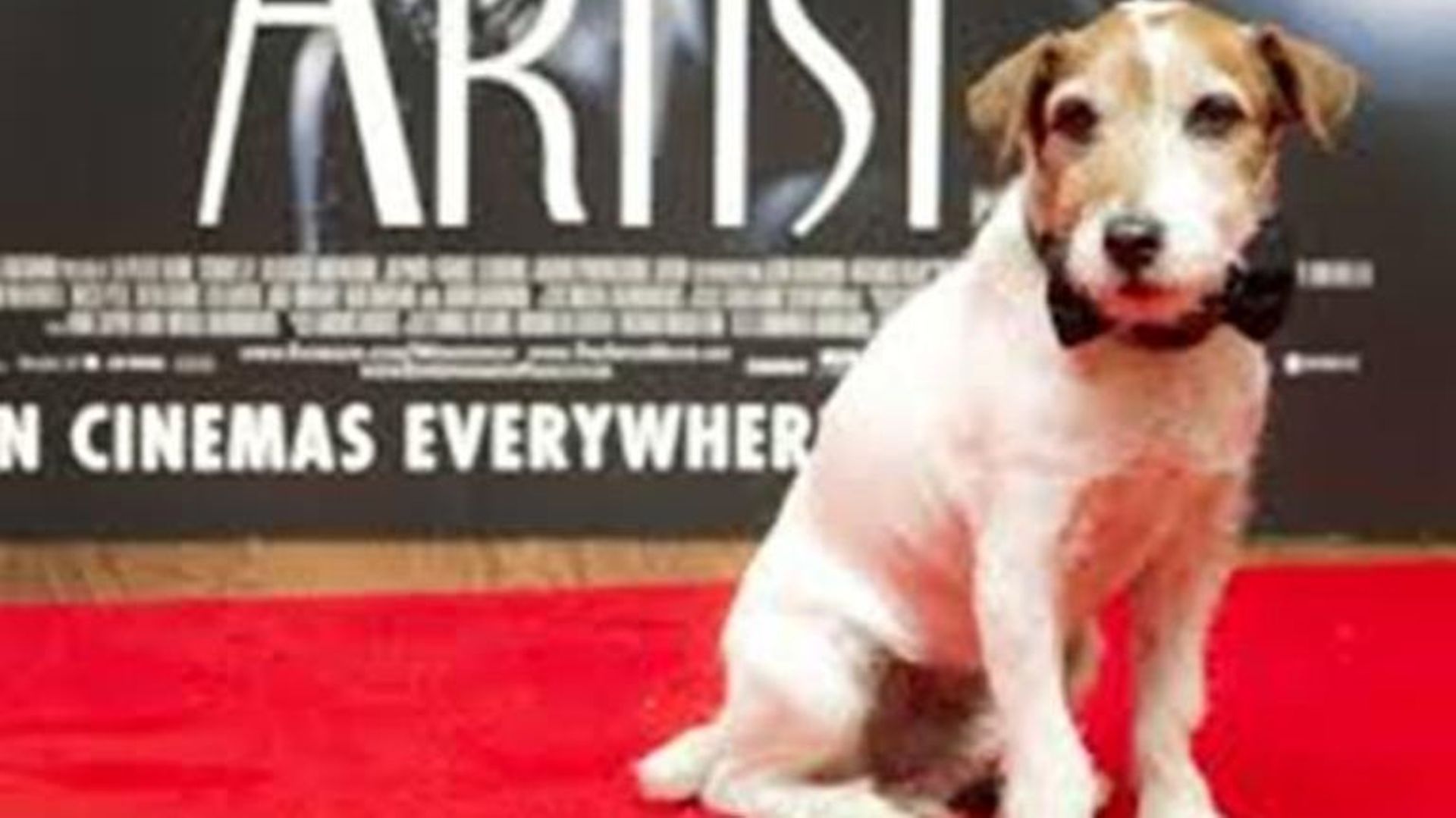 Les animaux au cinéma - RTBF Actus