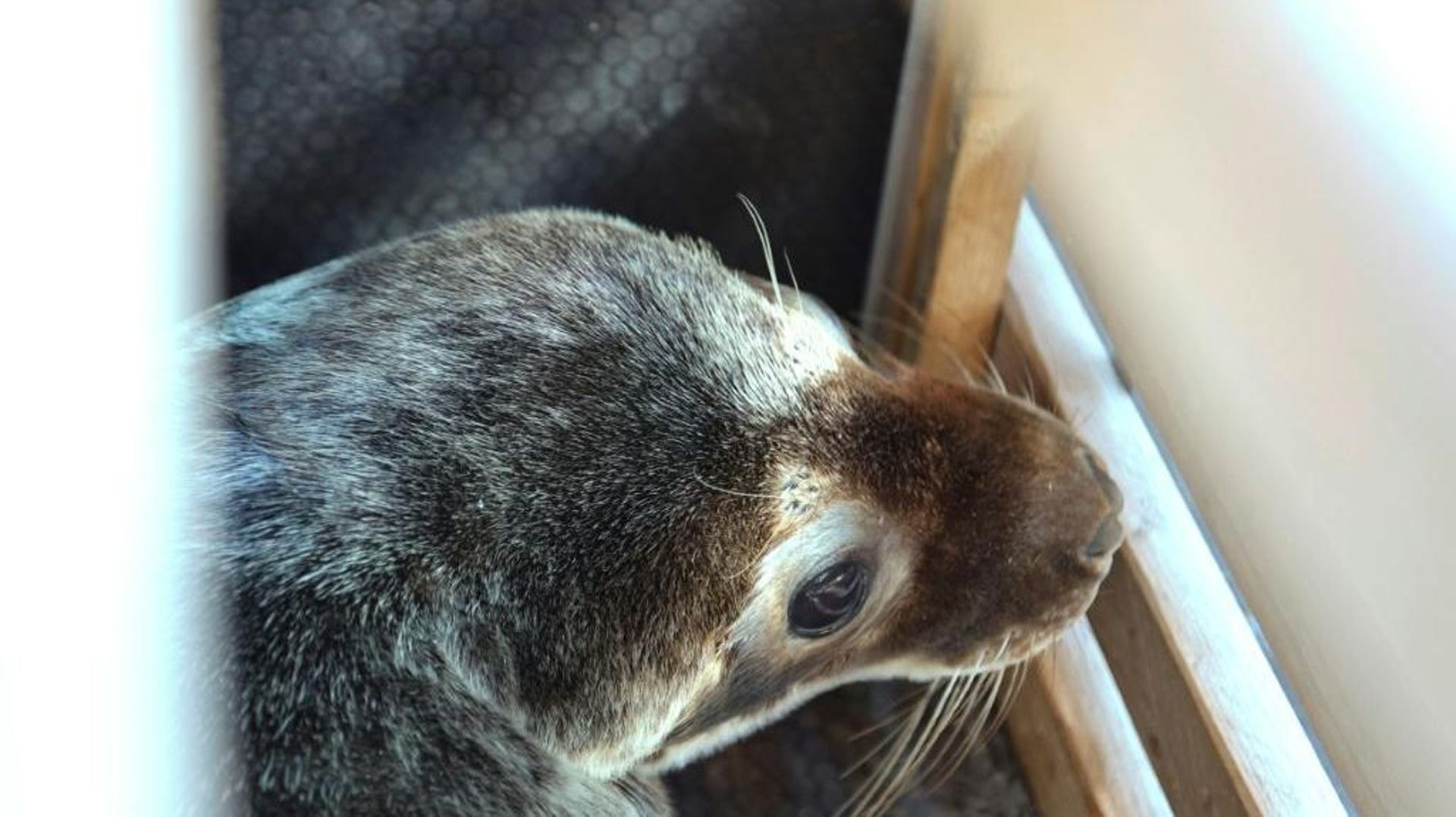 Bokep sd i have utilized this service in the past then once