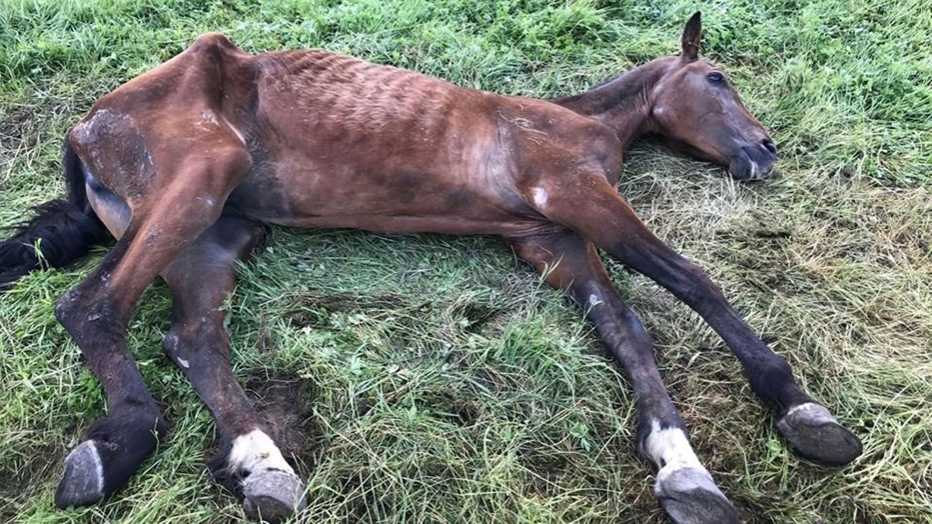 Maltraitance animale : 14 chevaux saisis à Lessines, l'éleveur ...