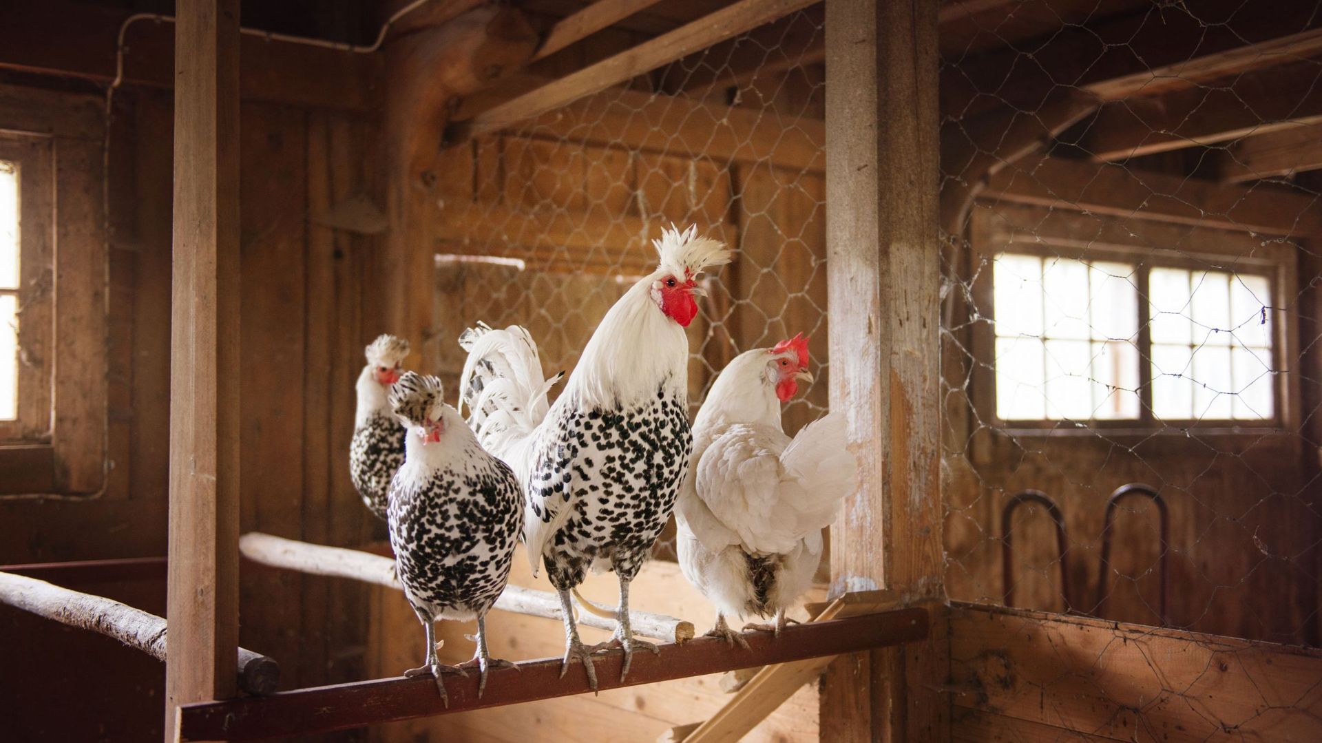 Comment protéger vos poules des prédateurs : conseils pratiques pour un ...