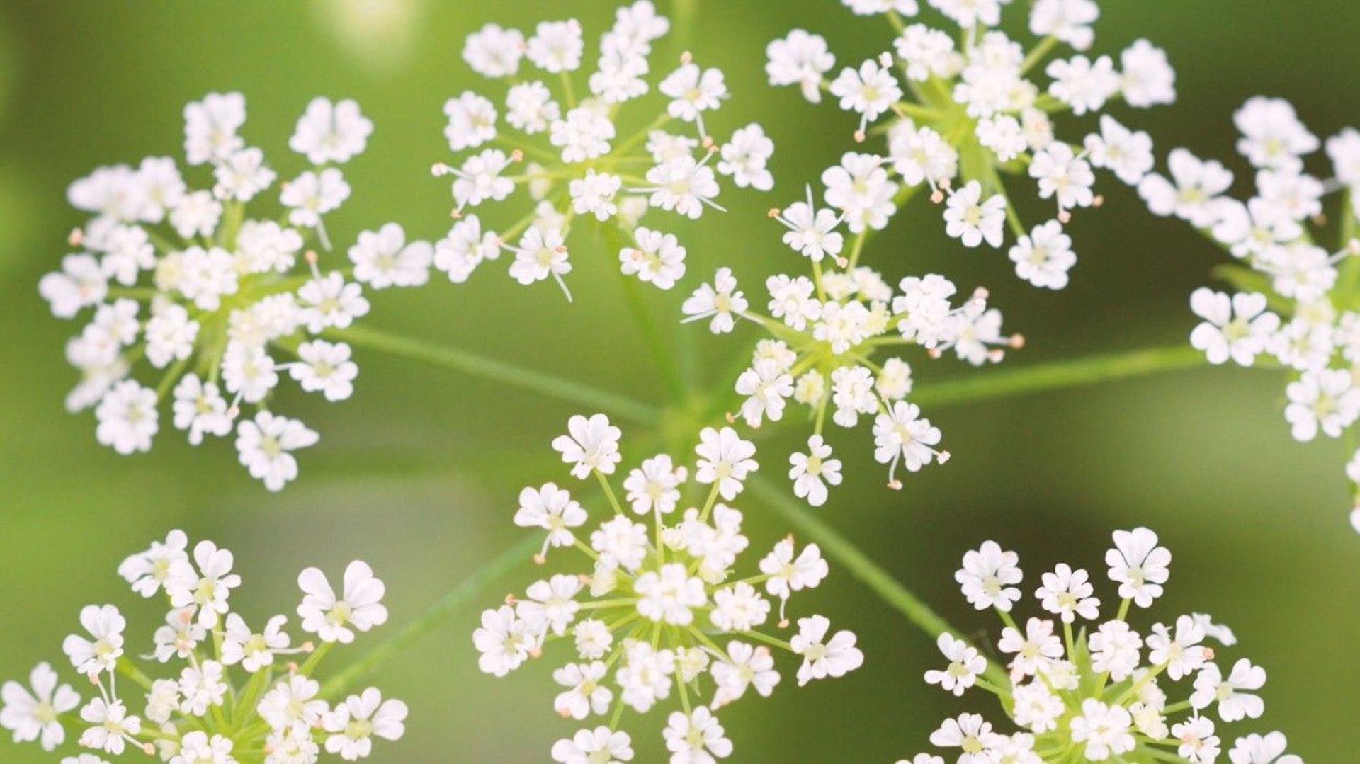 Connaissez-vous les apiacées, ces stars discrètes des chemins et ...