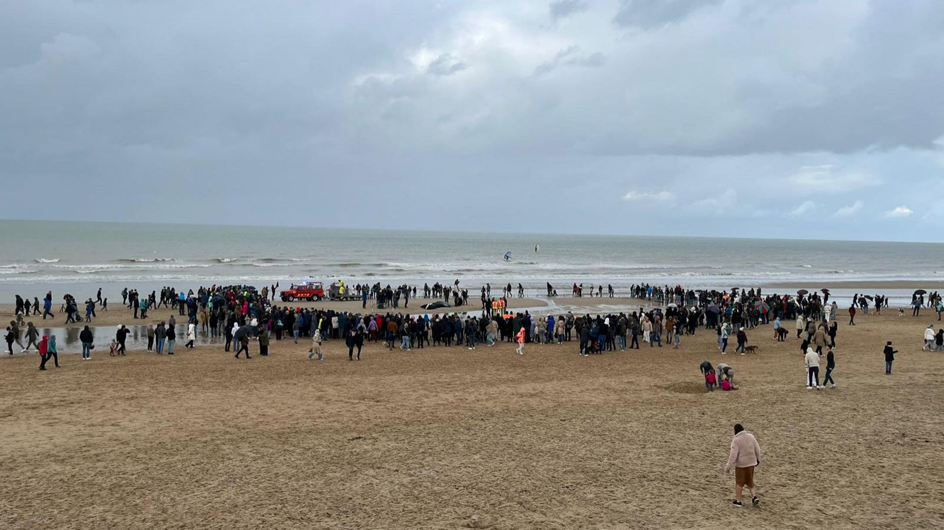 Une orque mâle s’échoue sur le rivage de la Panne - RTBF Actus