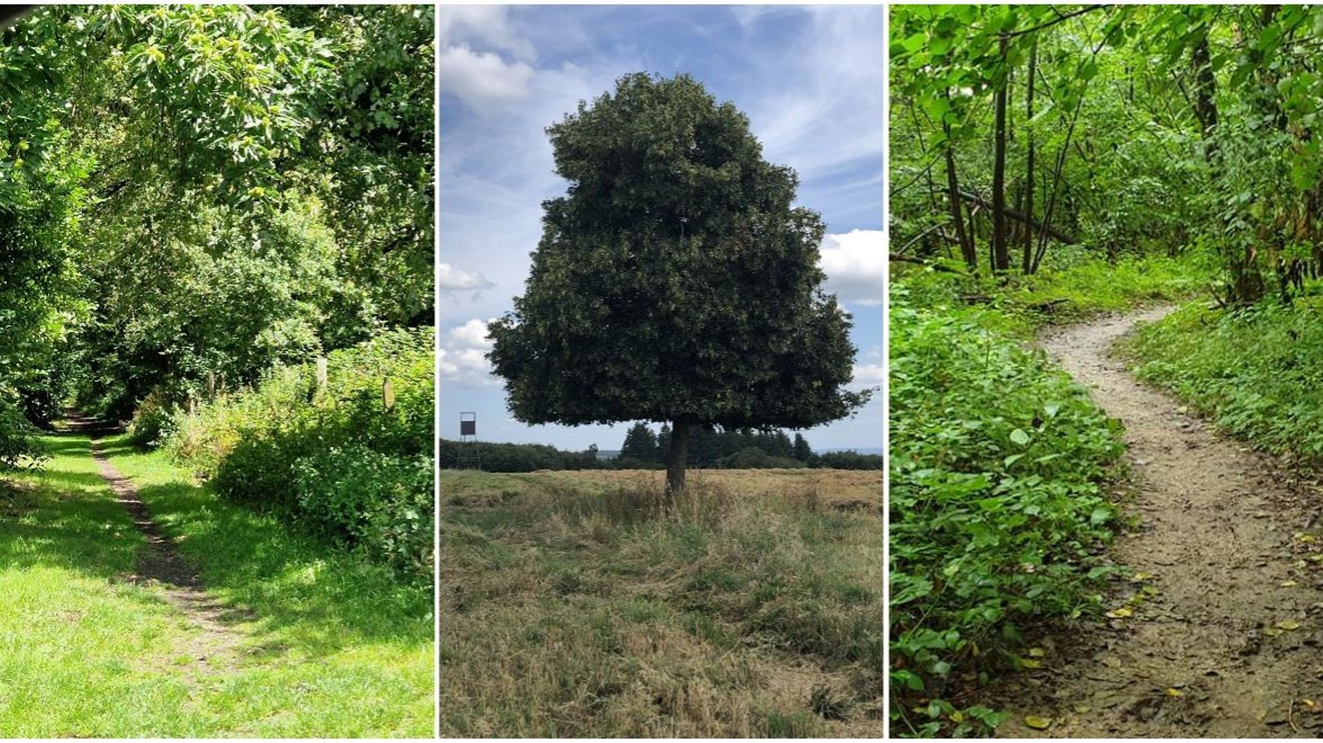 Les 13 marches Adeps du dimanche 18 août en Wallonie - RTBF Actus