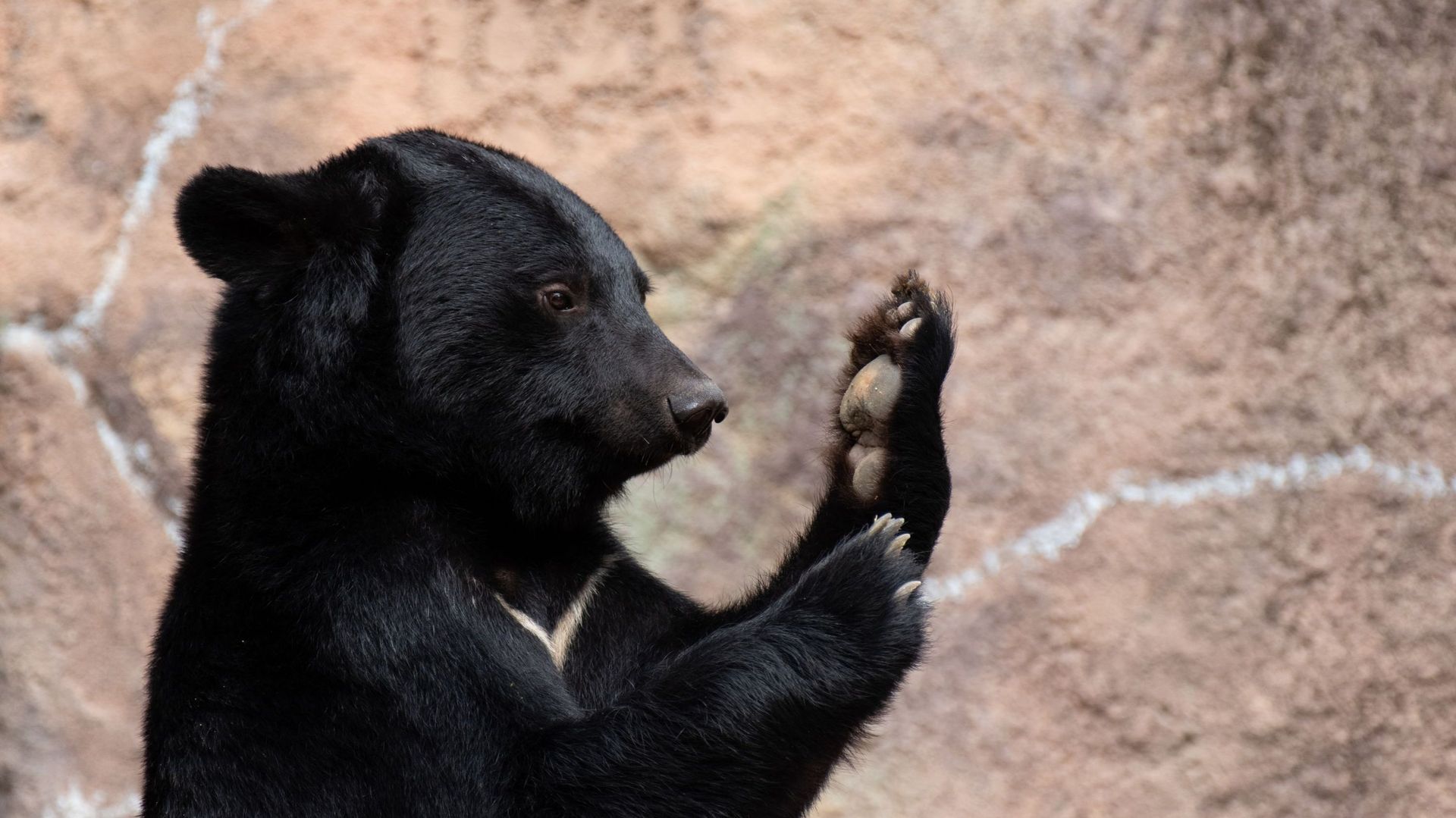 'Ici le monde' : après les baleines, le Japon s’en prend aux ours - RTBF Actus