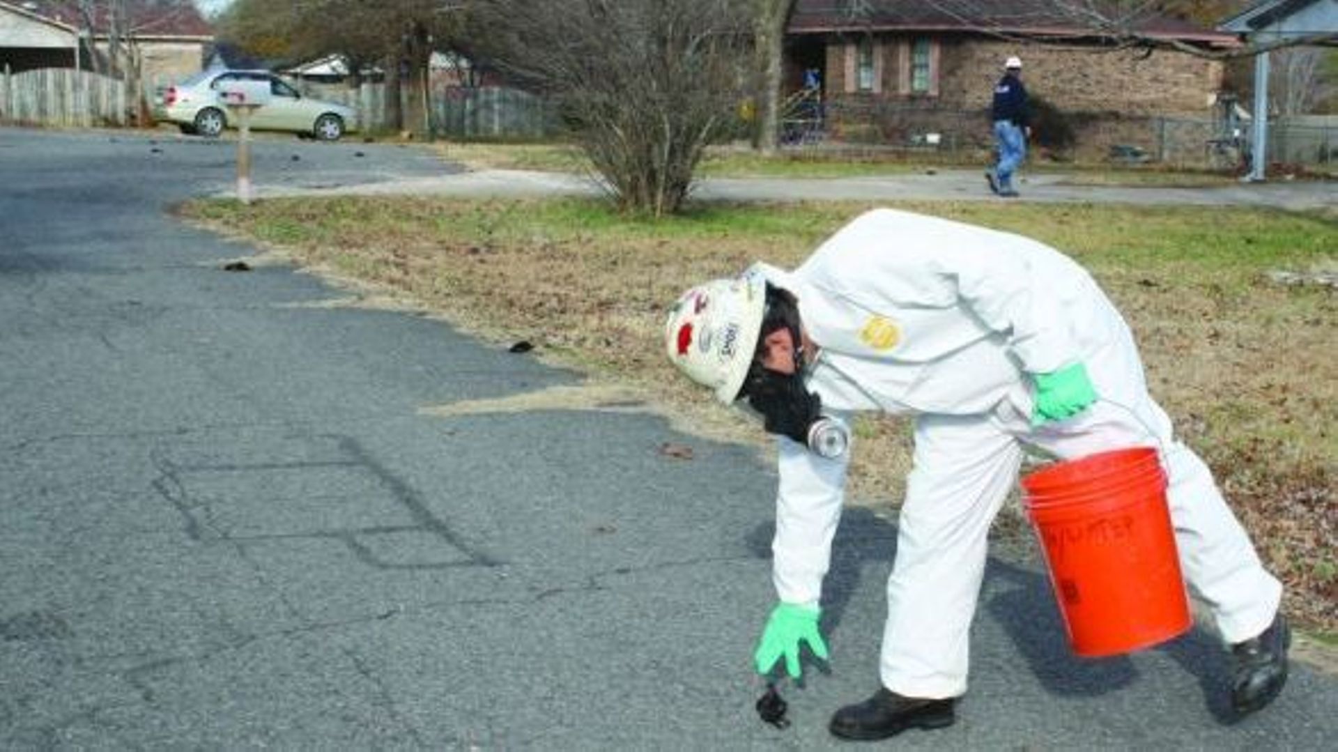 Morts massives d'oiseaux: coïncidence ou fin du monde ? - RTBF Actus