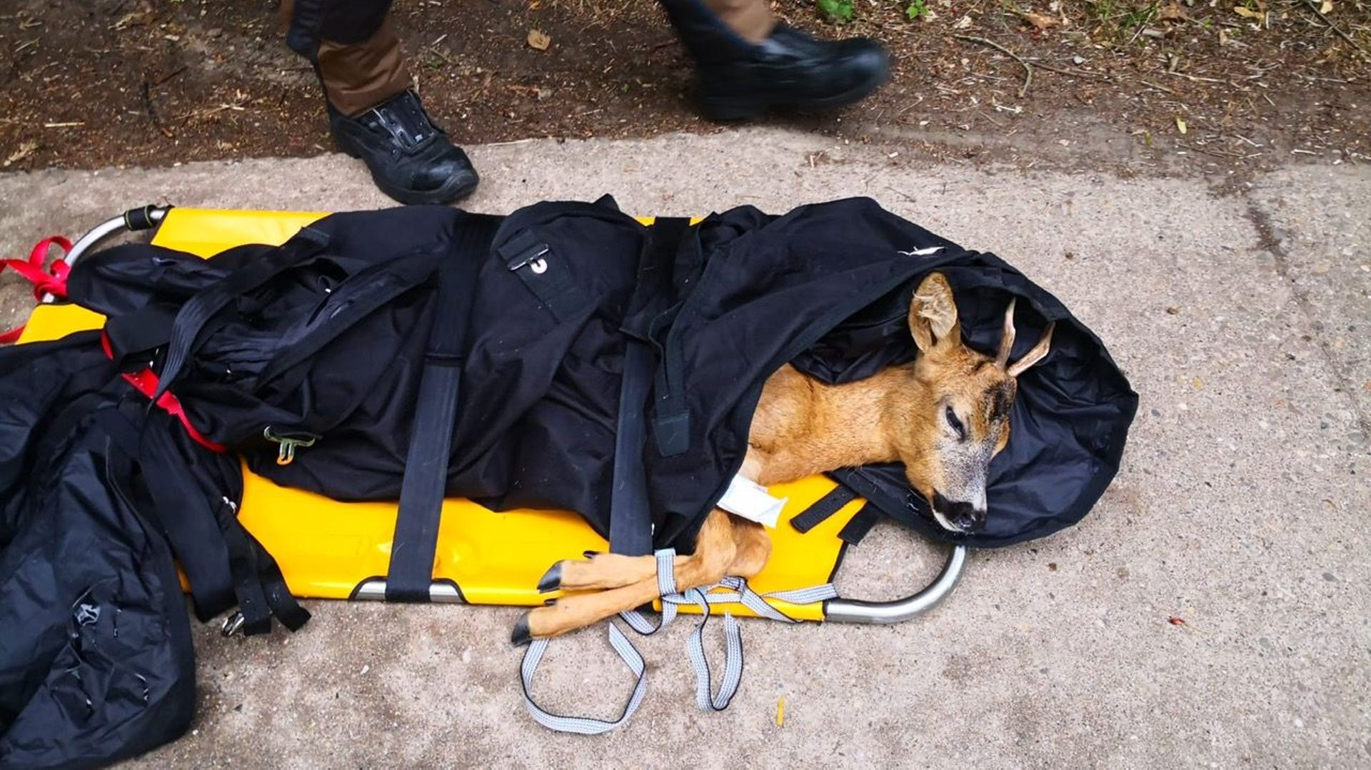 Liège : un chevreuil trouvé au quartier militaire Saint-Laurent et relâché en forêt - RTBF Actus