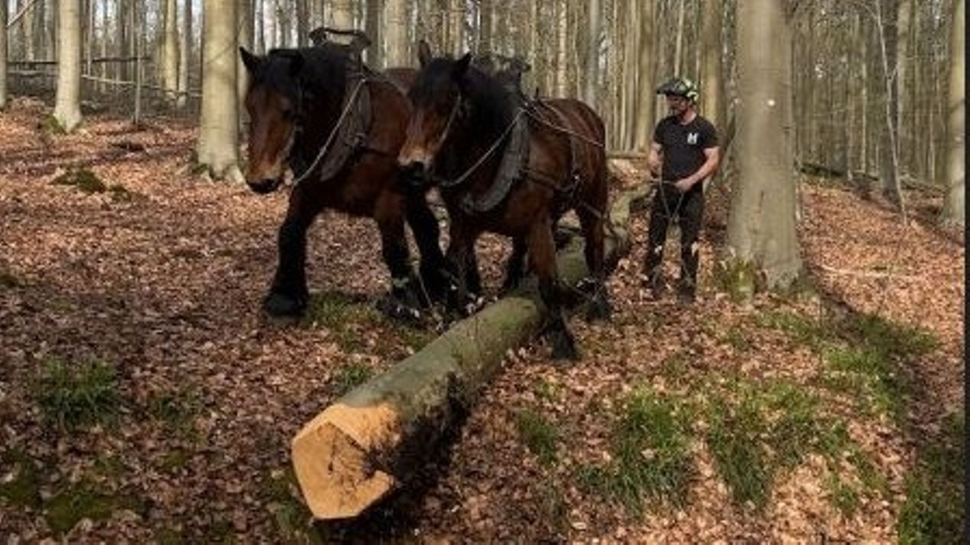 En forêt de Soignes des chevaux de trait transportent les arbres ...