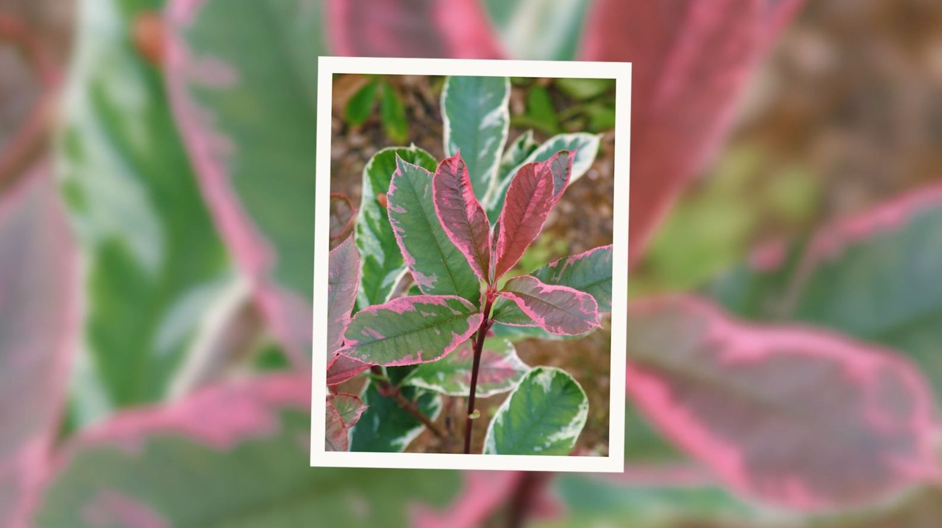 Des Photinia et des hellébores au feuillage panaché pour illuminer un ...