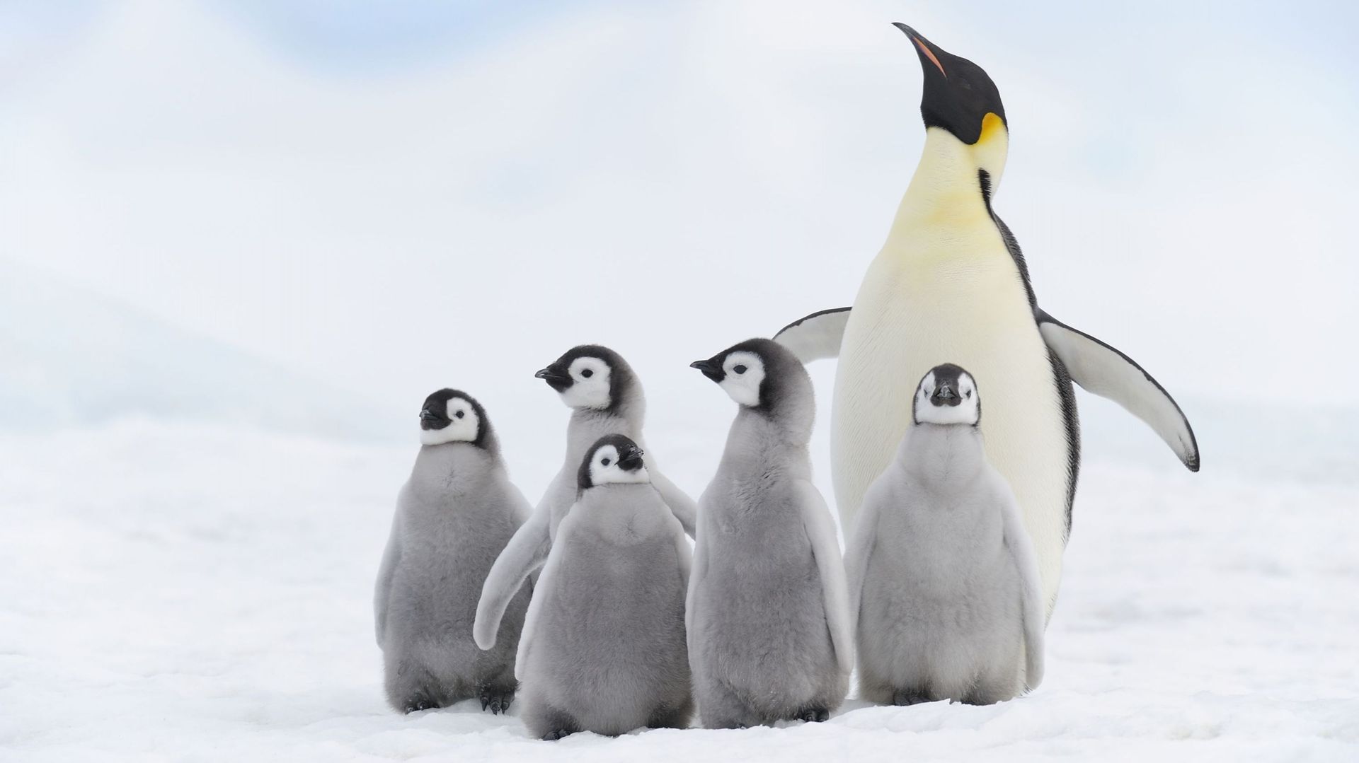 Les manchots comme vous ne les avez jamais vus : une ode à la famille ...