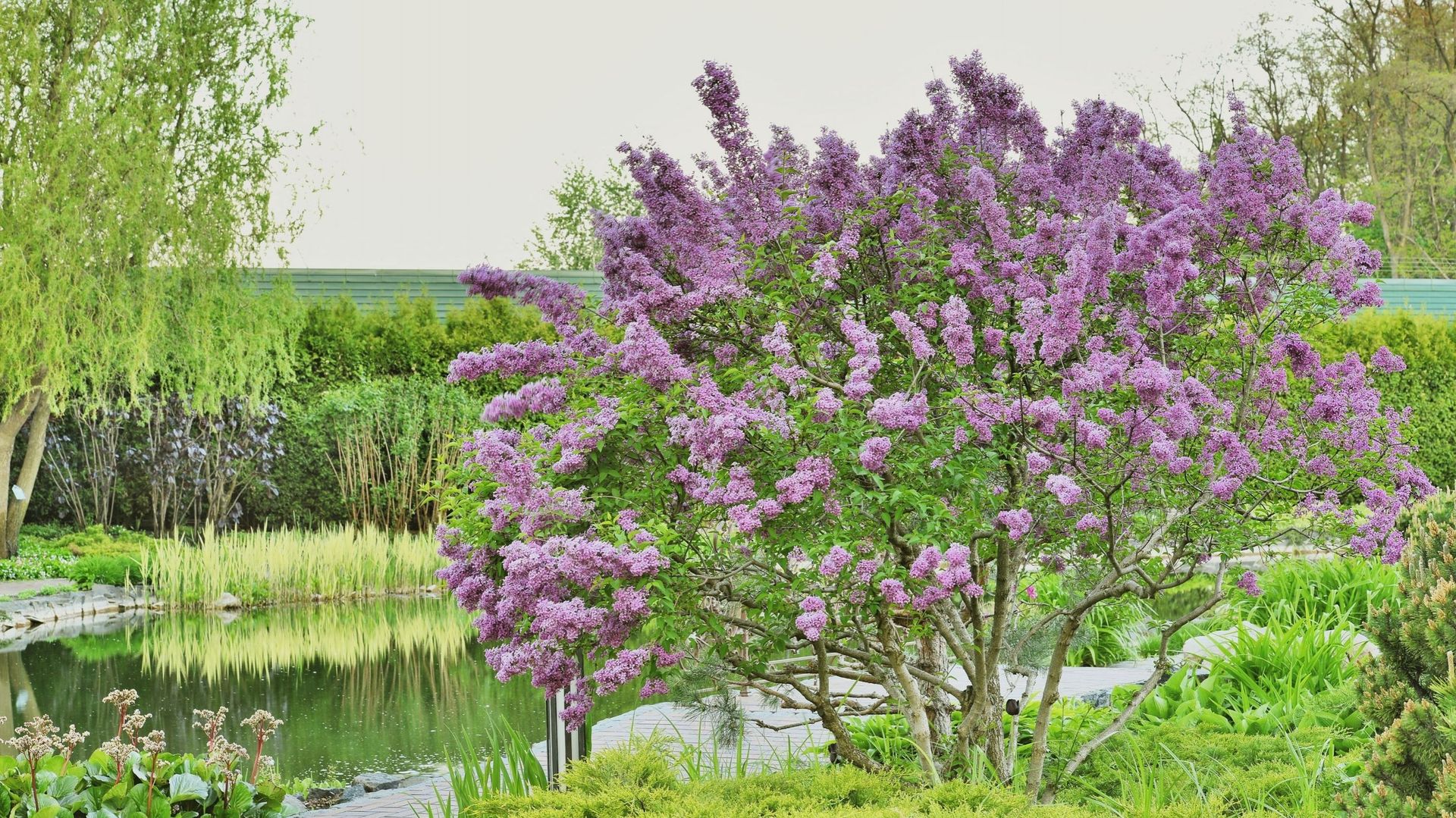 Le printemps est là, c’est la saison des lilas : une touche florale à ...