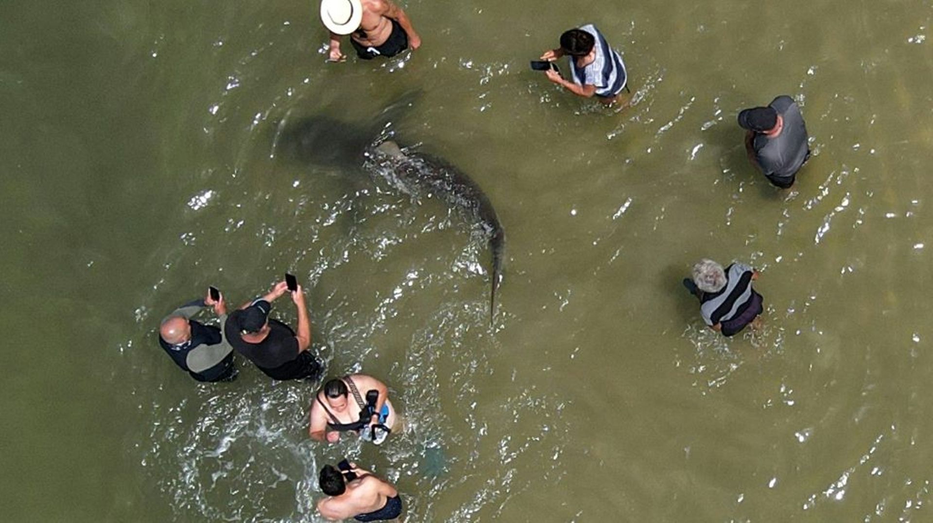 Un médecin surfeur découvre comment sauver une personne d’une morsure ...