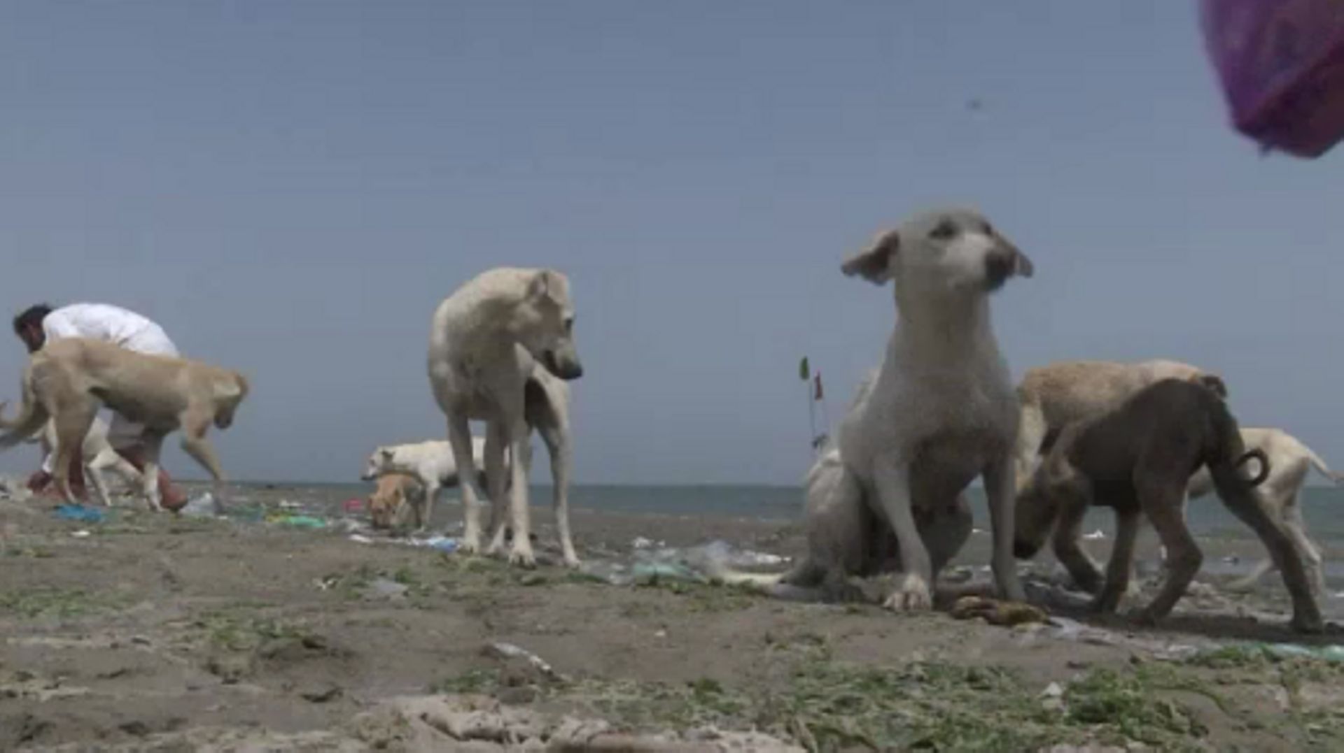 Pakistan: découvrez les îles peuplées uniquement de chiens errants ...