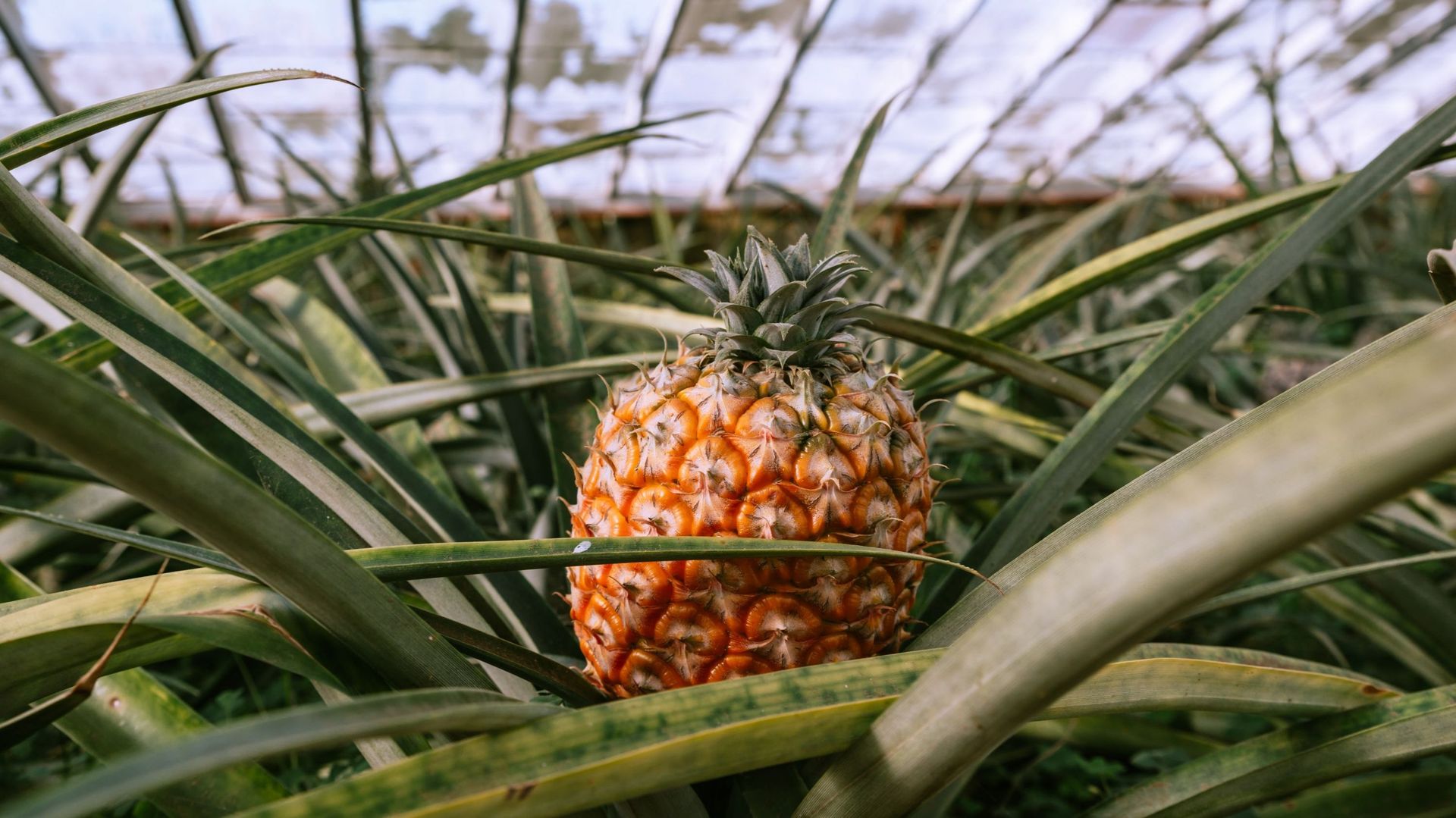 Faire pousser un ananas dans son salon à partir du fruit frais - RTBF Actus