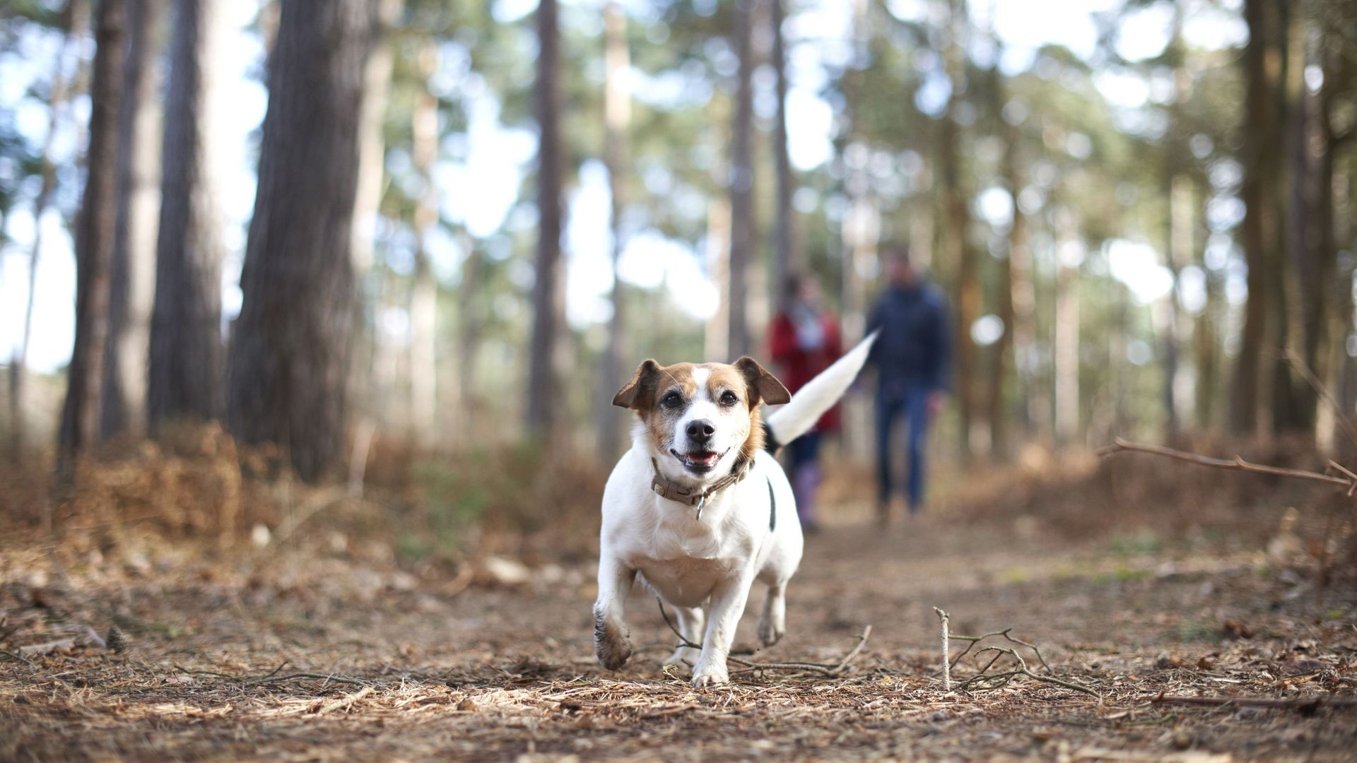 Comment faire en sorte que le chien revienne quand on l’appelle en ...