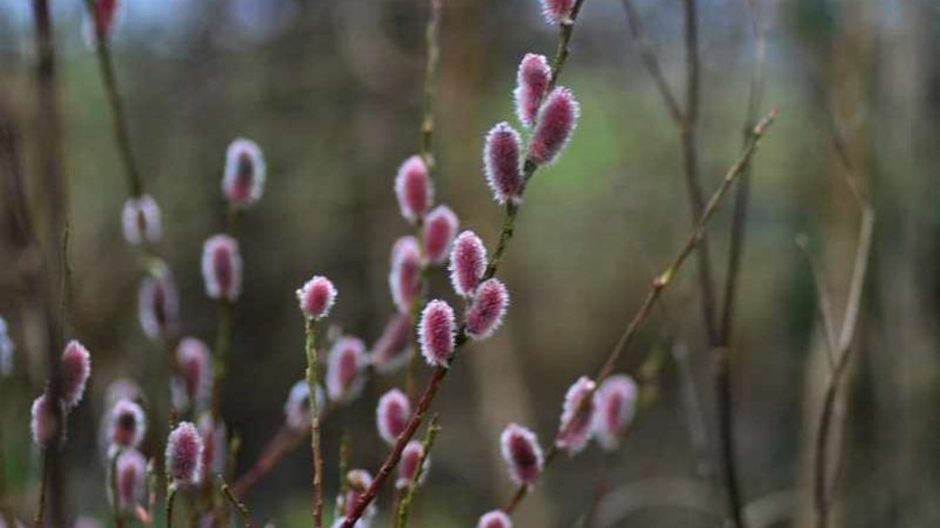 Les plus beaux arbustes à chatons pour votre jardin - RTBF Actus