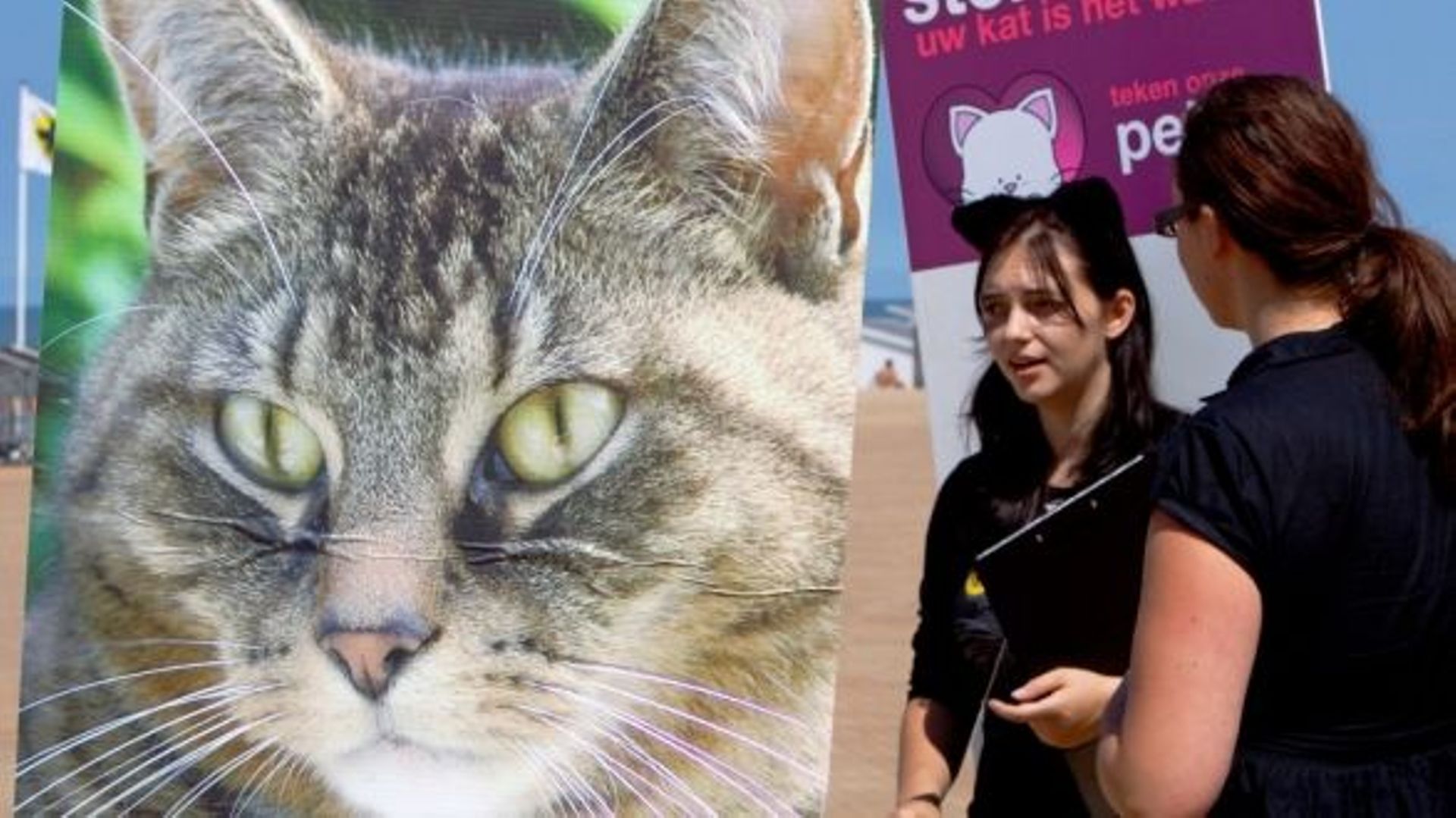 Bientôt un plan de stérilisation obligatoire des chats domestiques ...