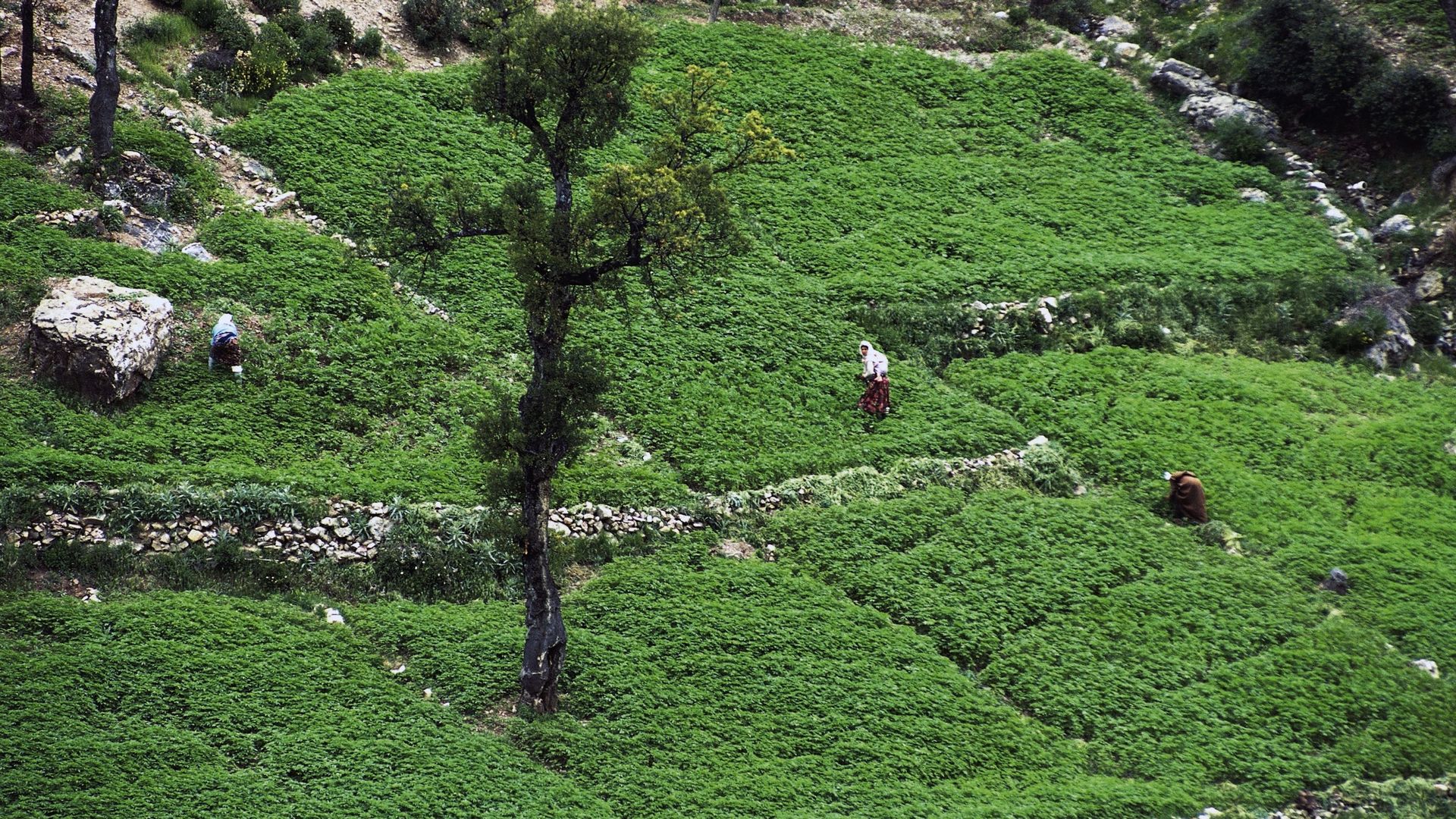 'Ici le monde' – Maroc : le pays où le cannabis est roi - RTBF Actus