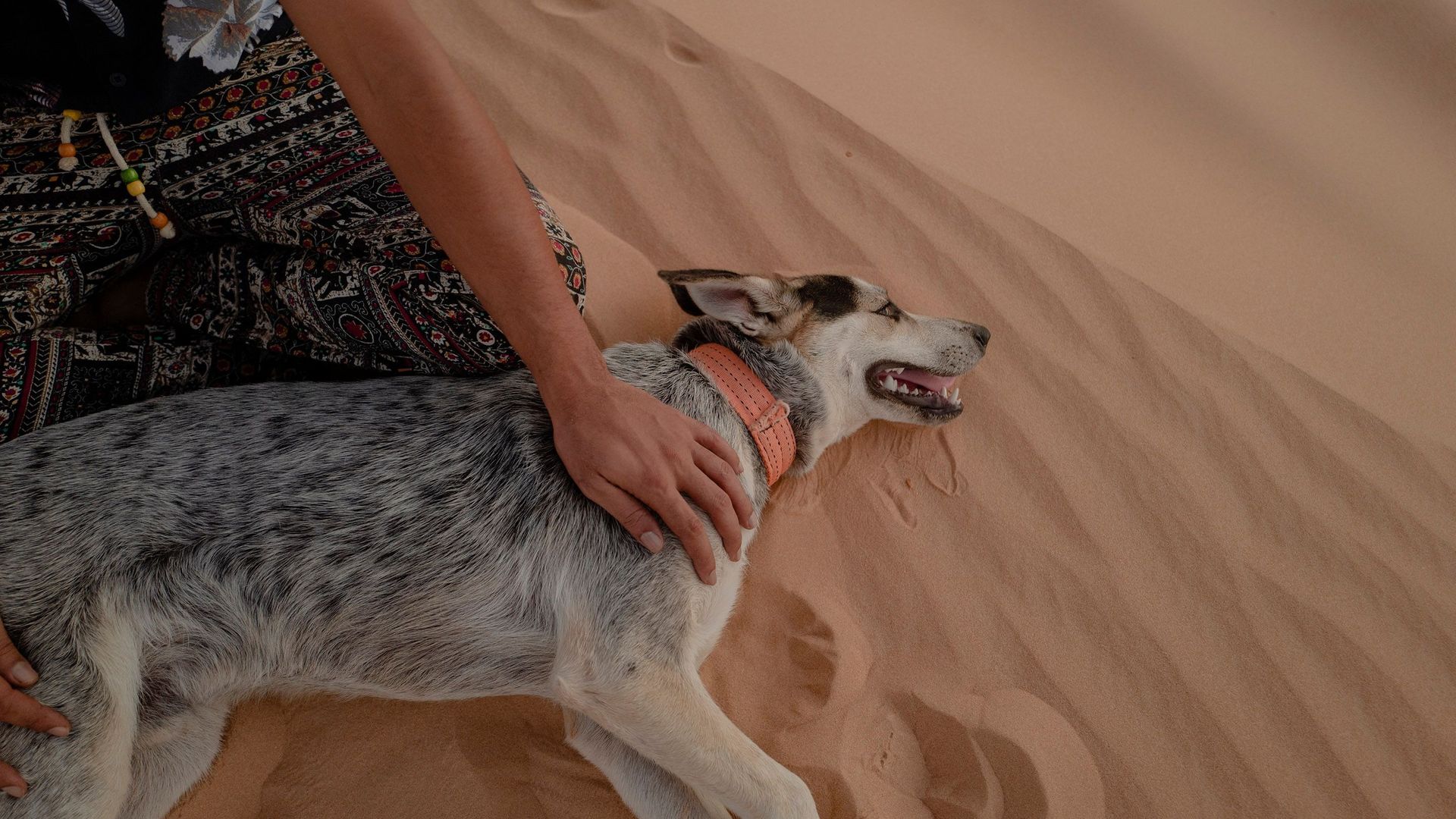 Le 'husky du désert', nouvelle mode en Mauritanie - RTBF Actus