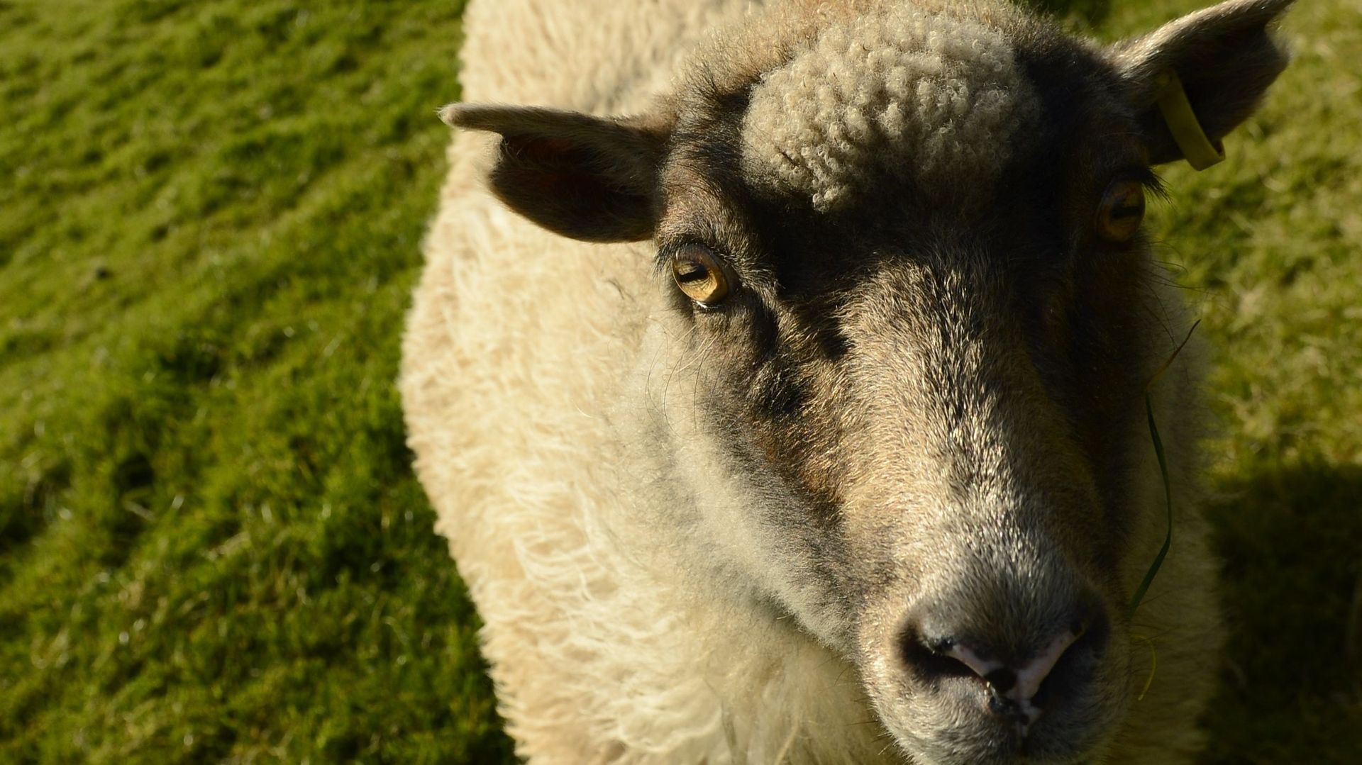 'Google Sheep View': des moutons pour cartographier les Îles Féroé ...