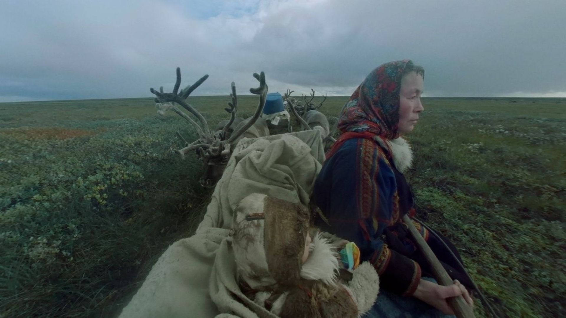 La transhumance du peuple des Nenets perturbée par la voie gazière russe