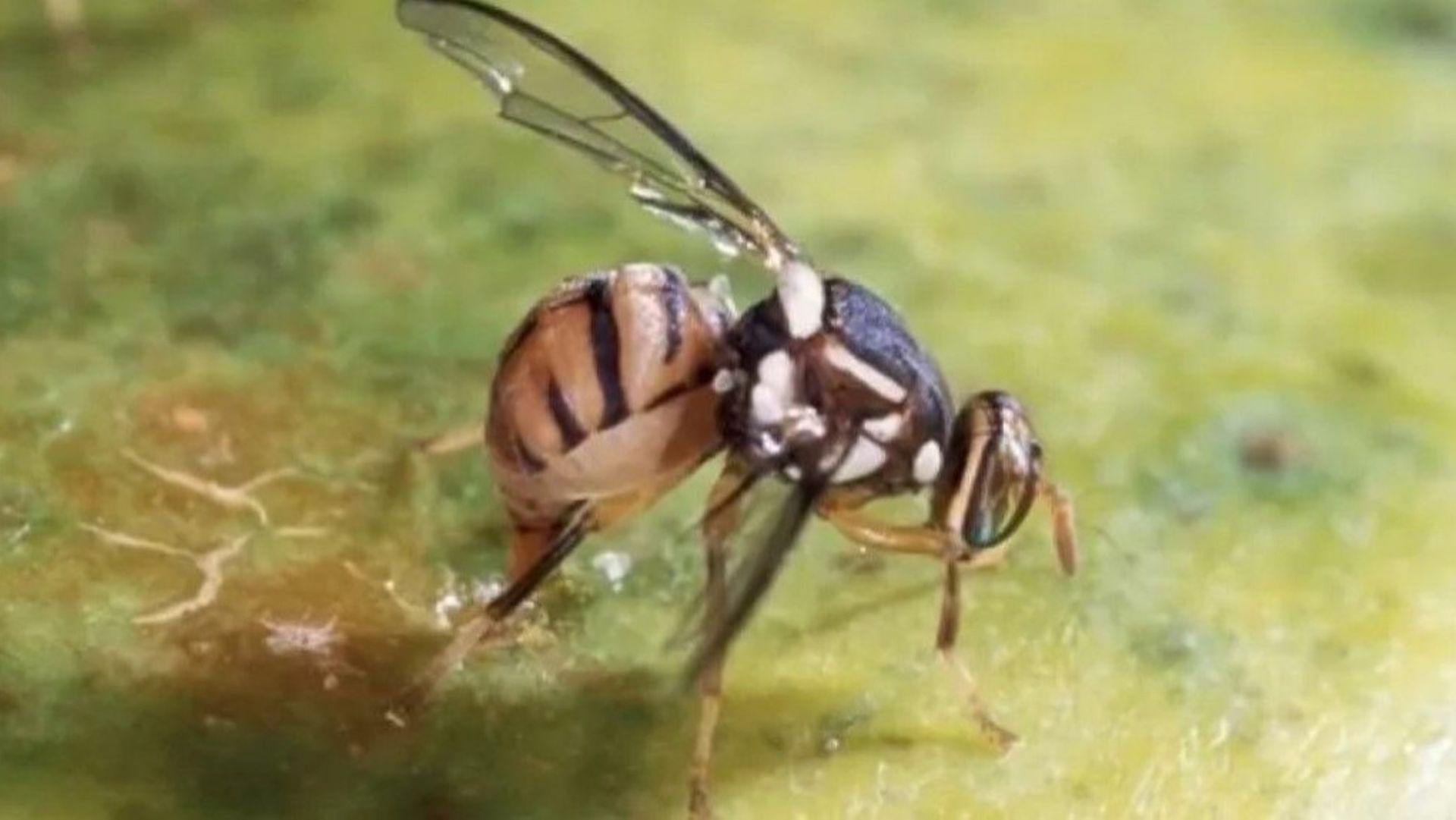 La mouche orientale des fruits, un insecte nuisible, découverte sur un ...
