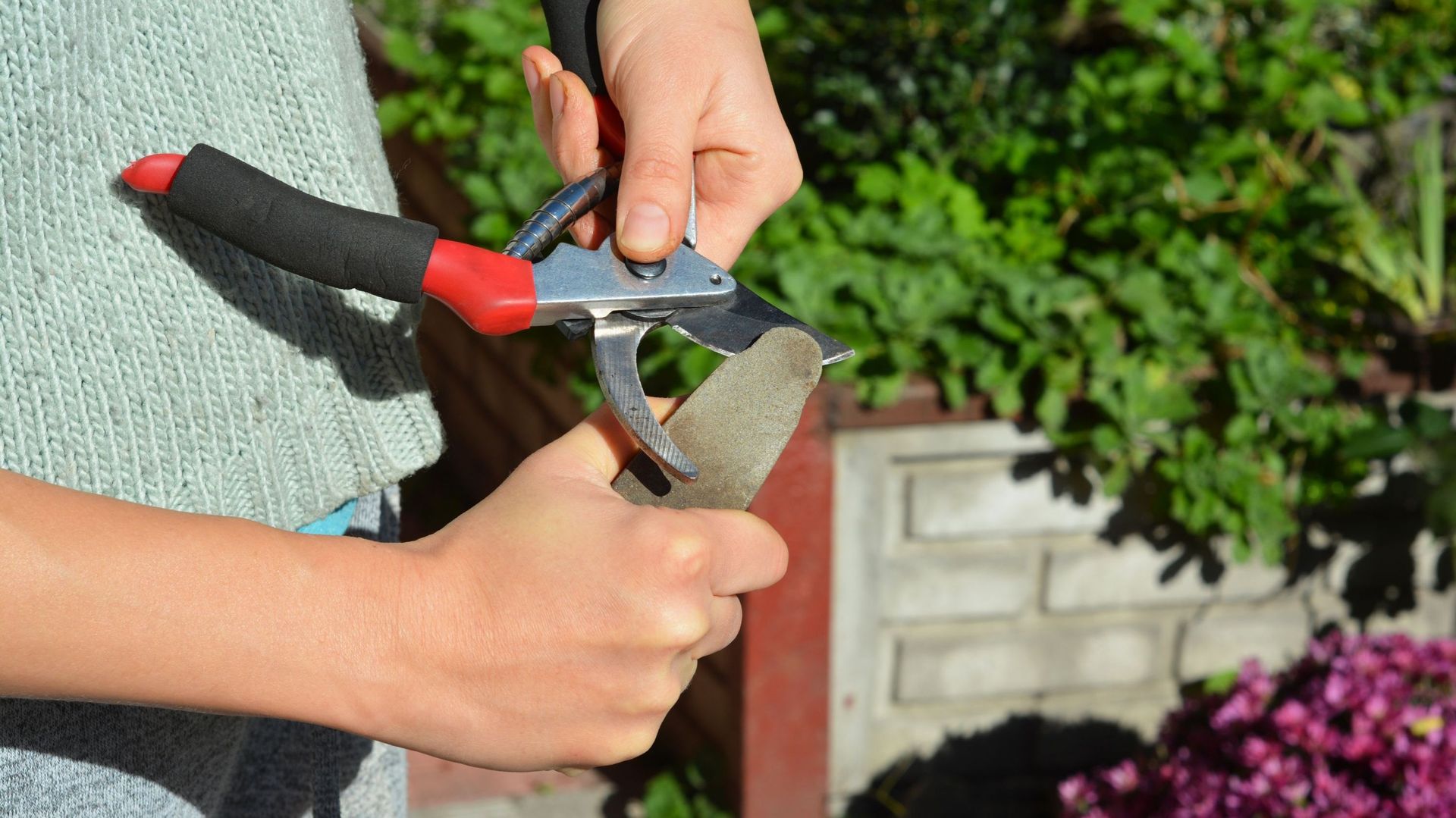 Conseils pour bien choisir son sécateur et l’entretenir - RTBF Actus