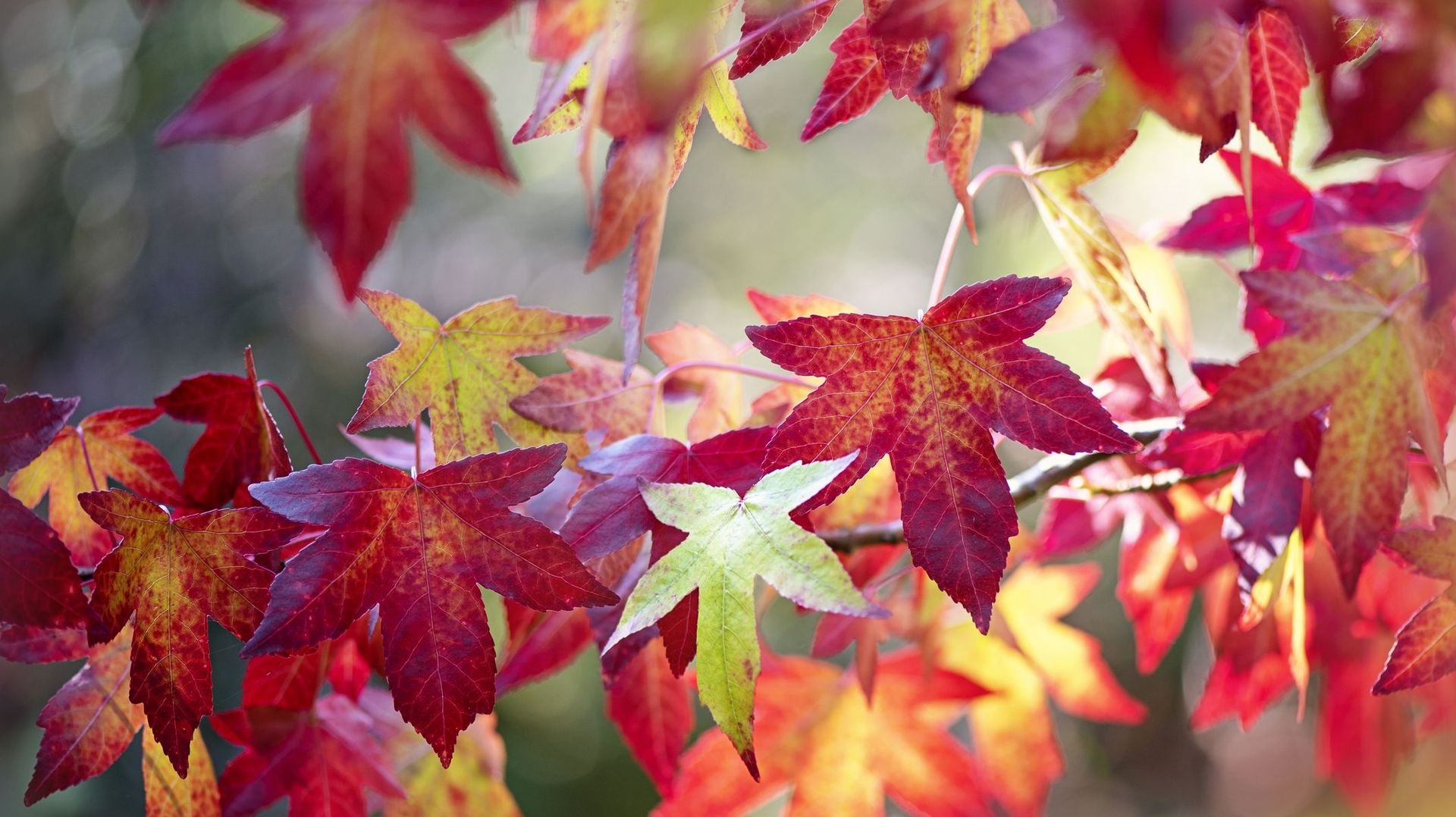 Pourquoi les feuilles des arbres caducs changent-elles de couleur en ...