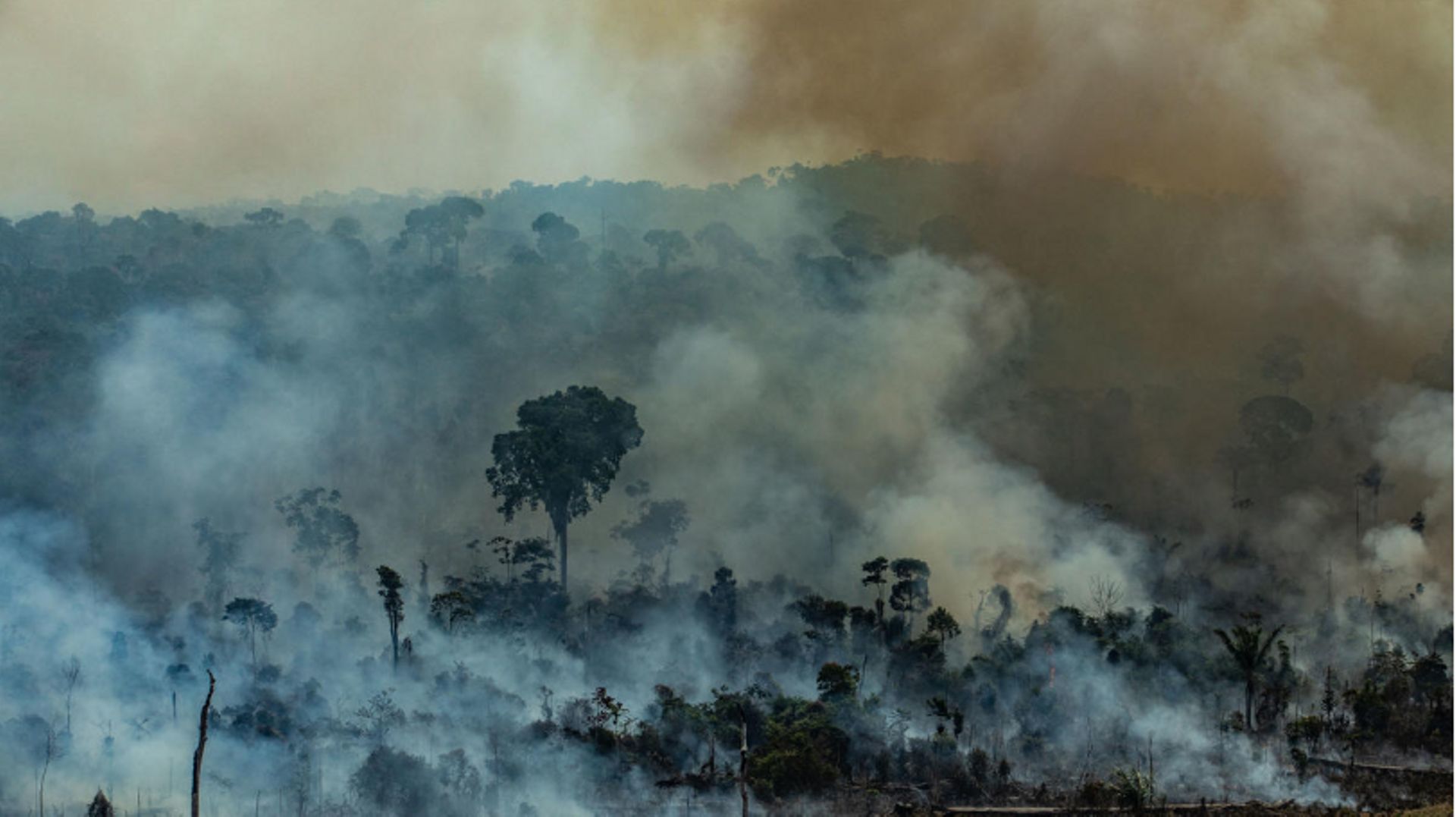 Le brûlis à l'origine des feux en Amazonie : entre tradition et ...