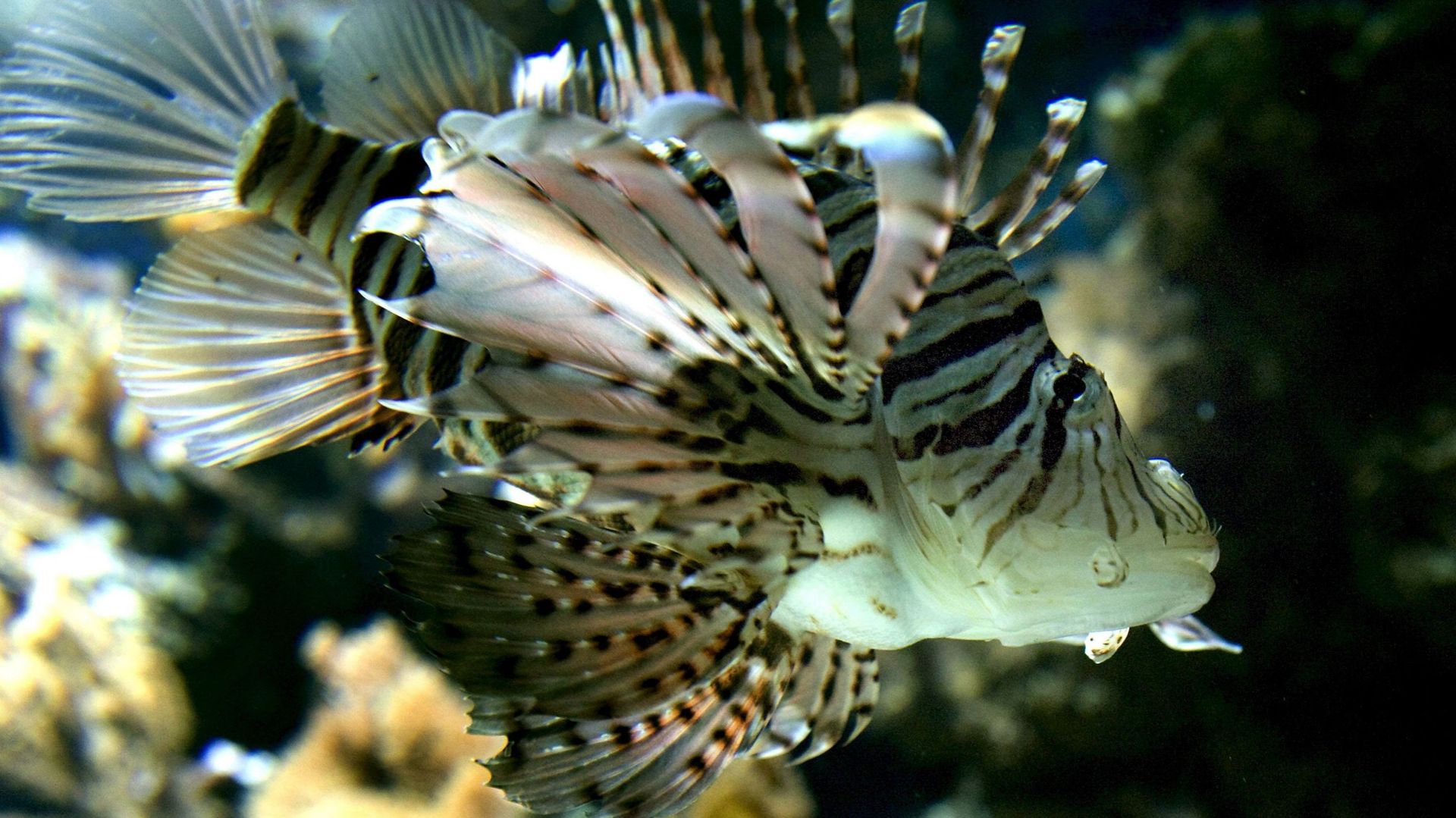 Le poisson-lion, fléau des récifs coralliens - RTBF Actus