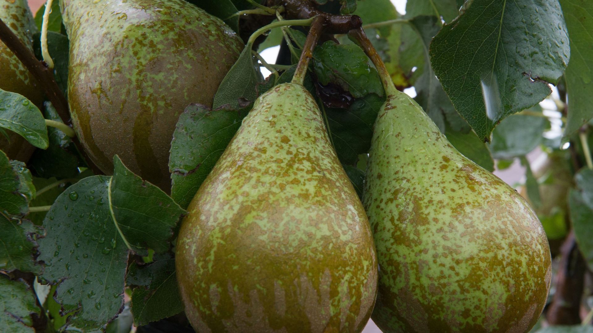 Récolte des pommes et des poires: les conséquences de la canicule ...
