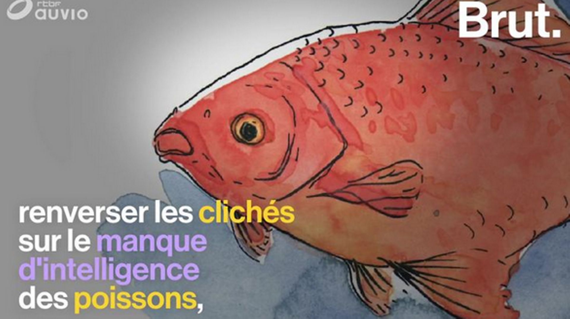 Les poissons sont plus intelligents que vous ne le pensez - RTBF Actus